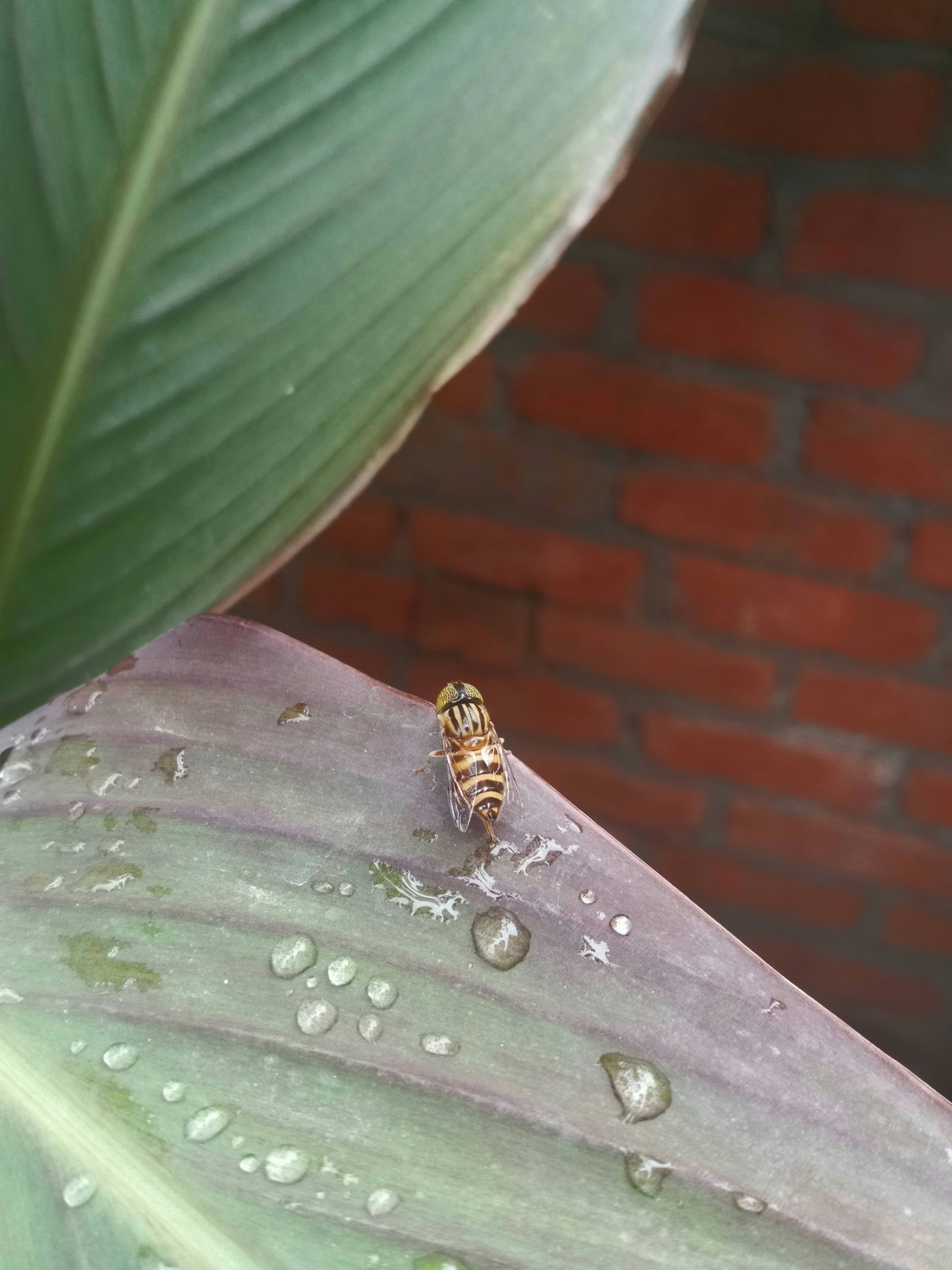 Heroic Cicada on a Misty Leaf Amid Brick Backdrop