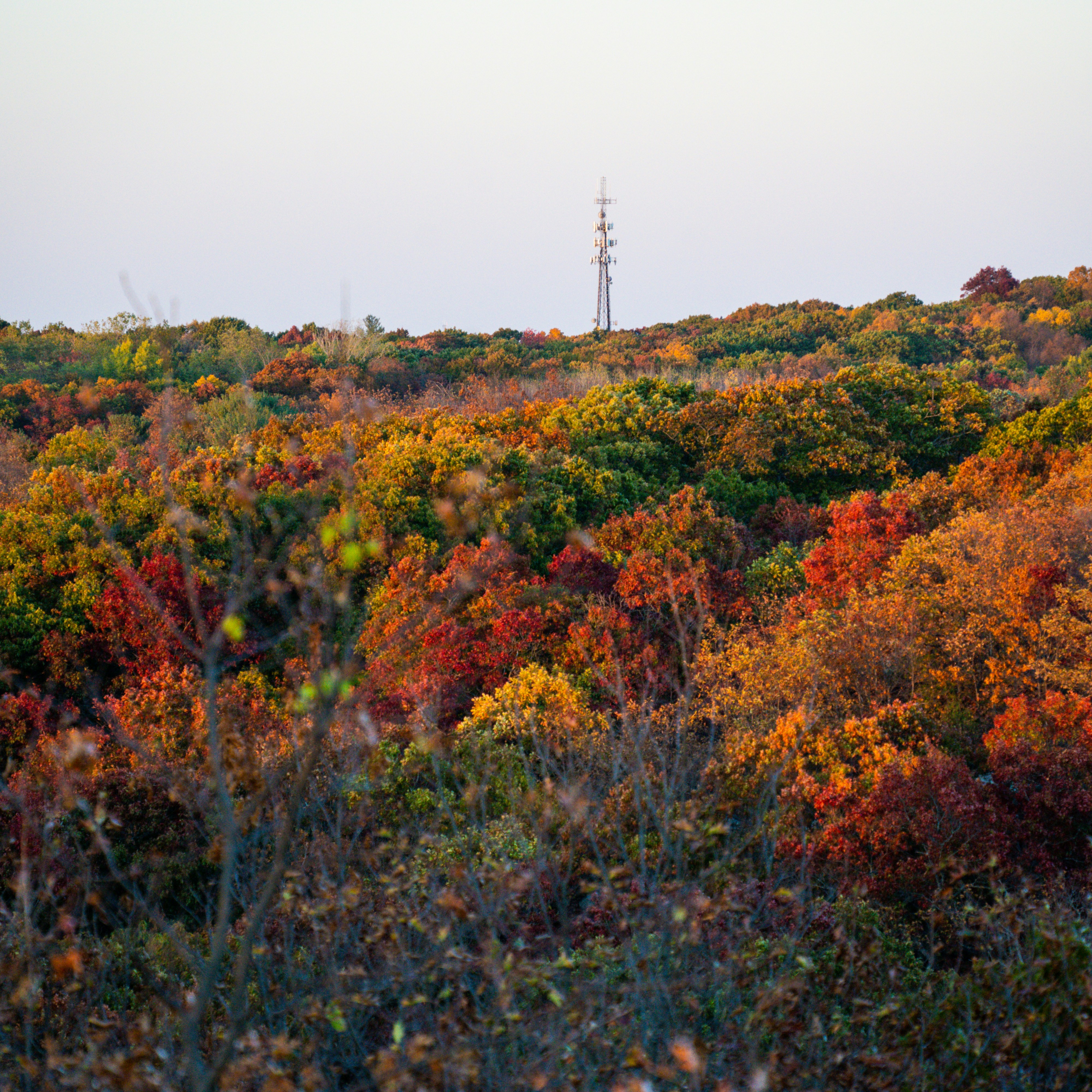 A forest of trees photo – Free Boston Image on Unsplash