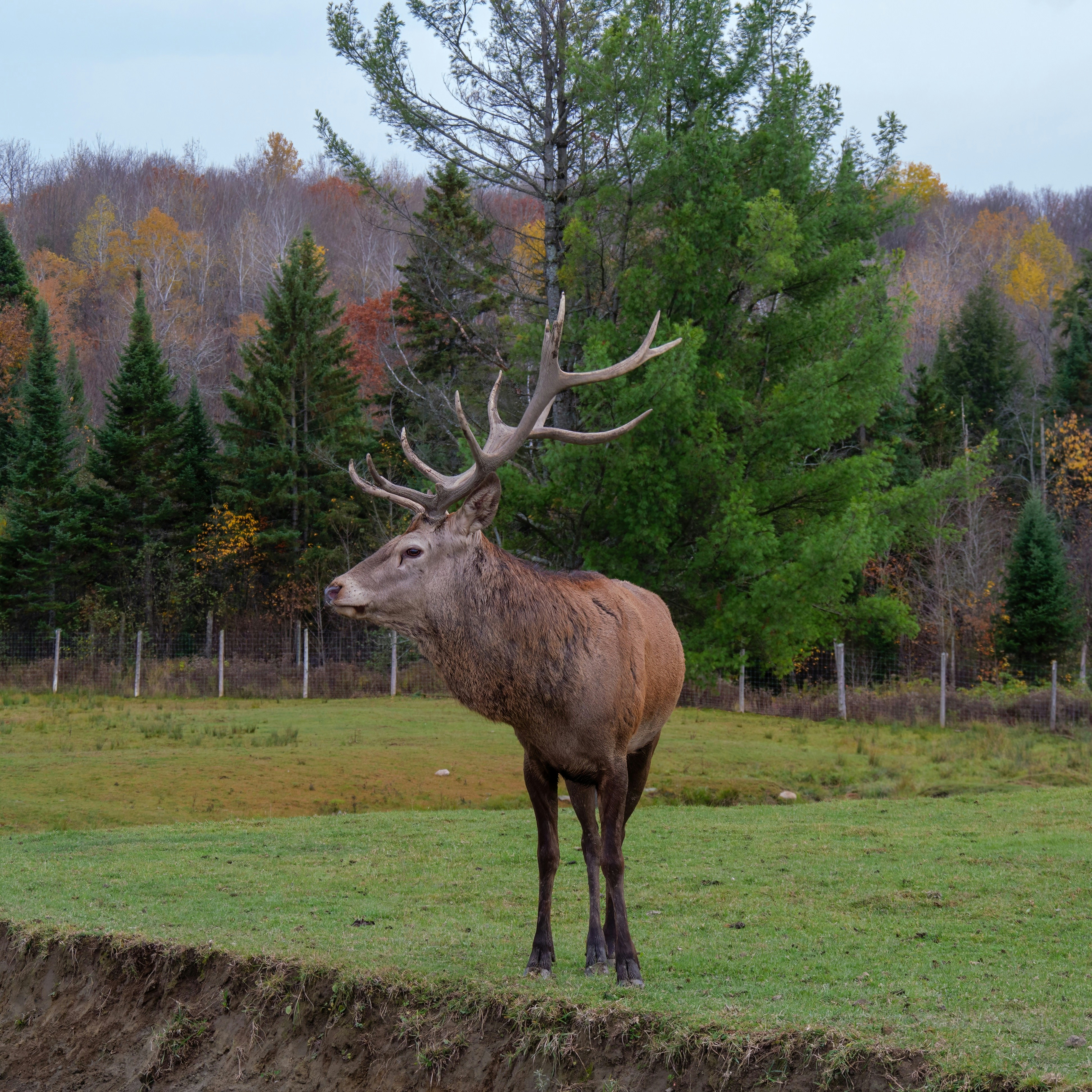 a deer standing in a field