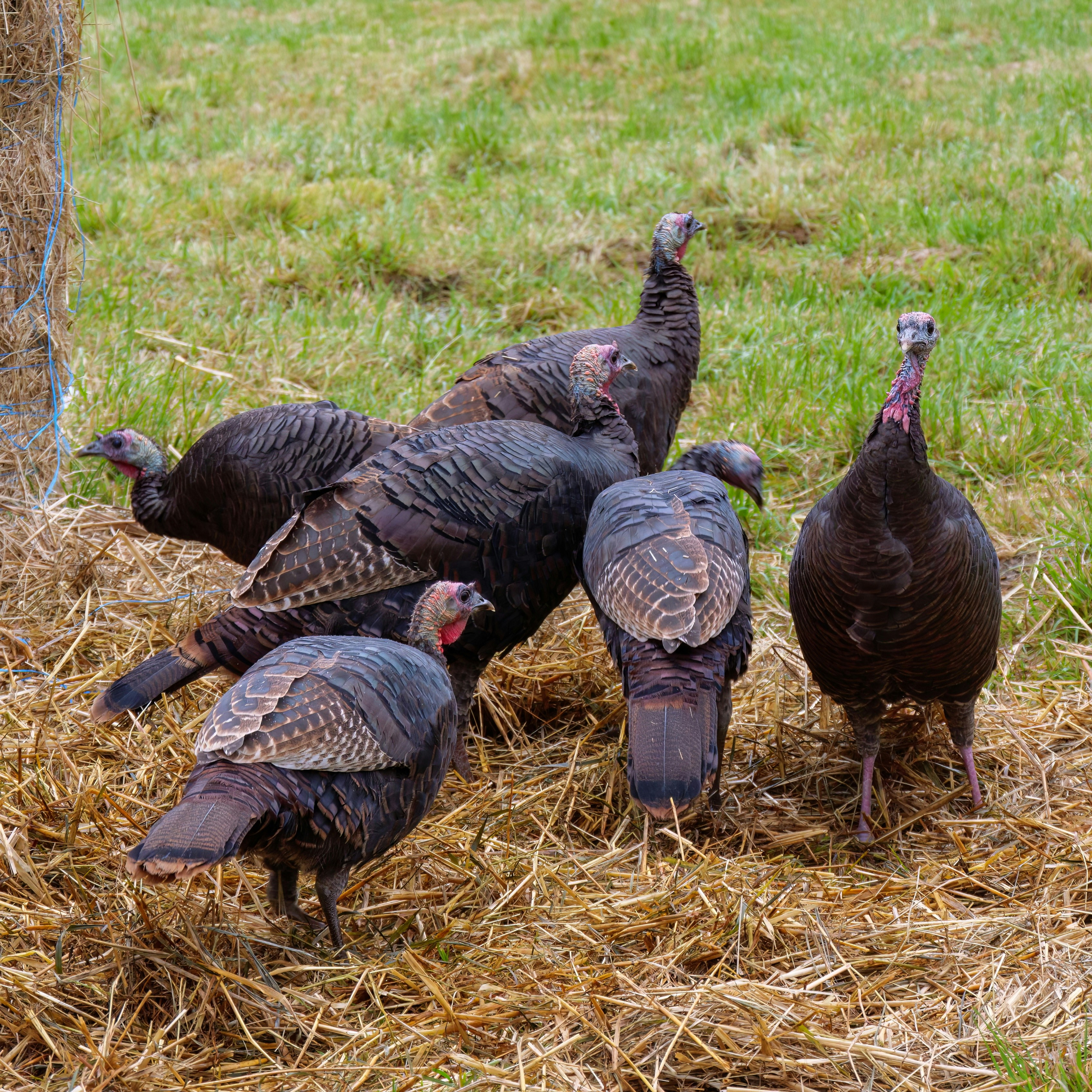 A group of turkeys in a grassy field photo – Free Québec 323 Image on ...