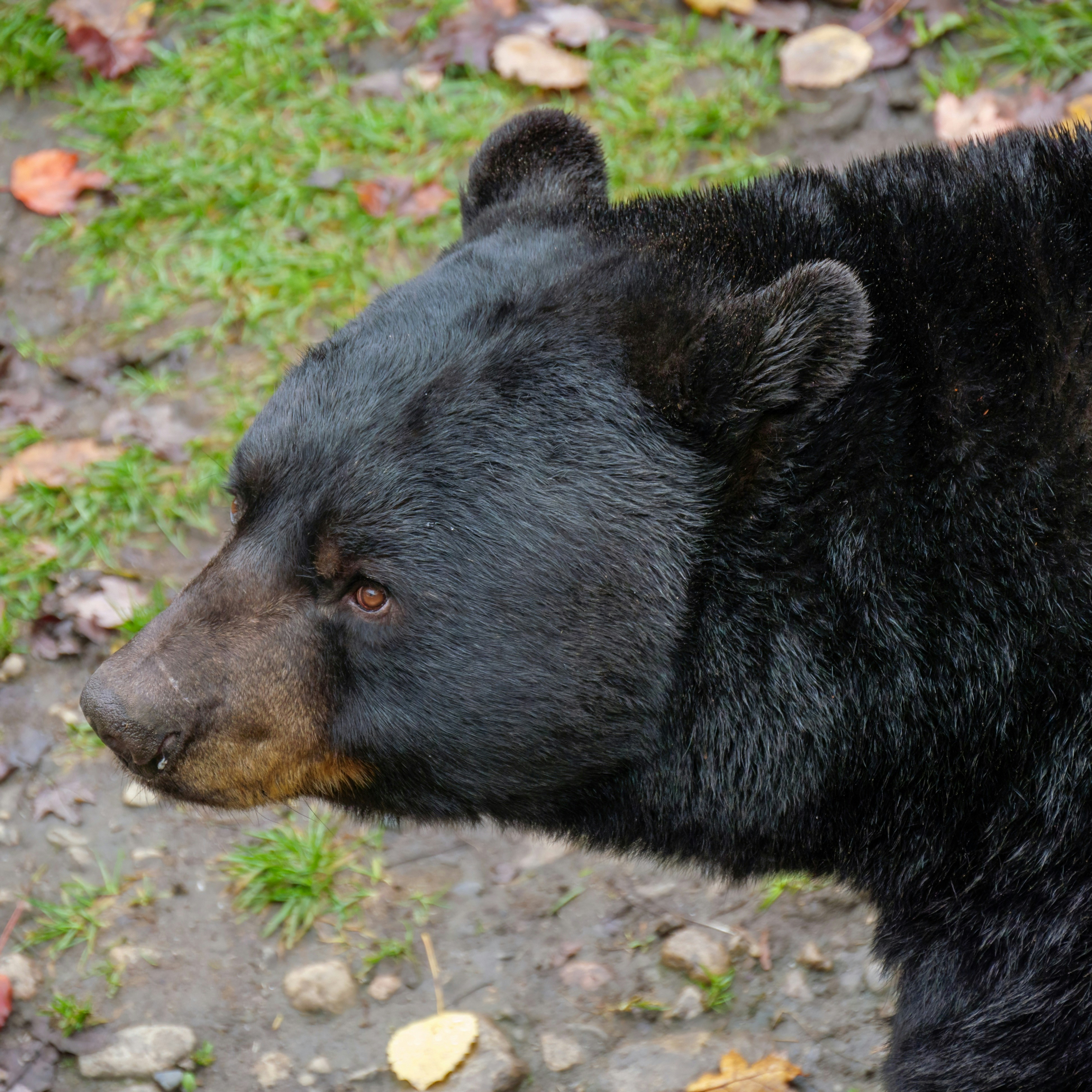 Quiet Stroll of the Forest DwellerJD-Photos