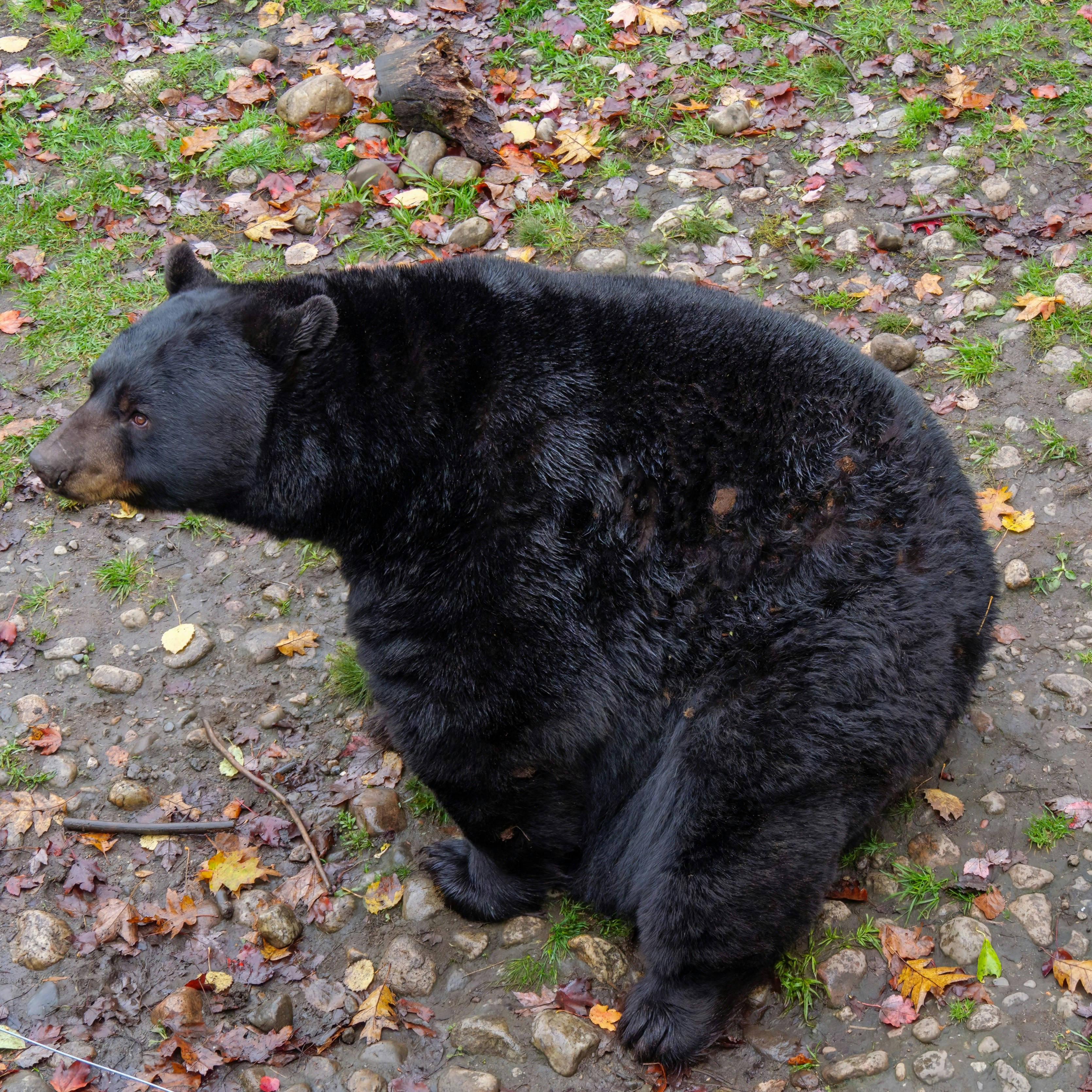 Black bear resting on a bed of fallen leaves and stones, surrounded by autumn foliage.