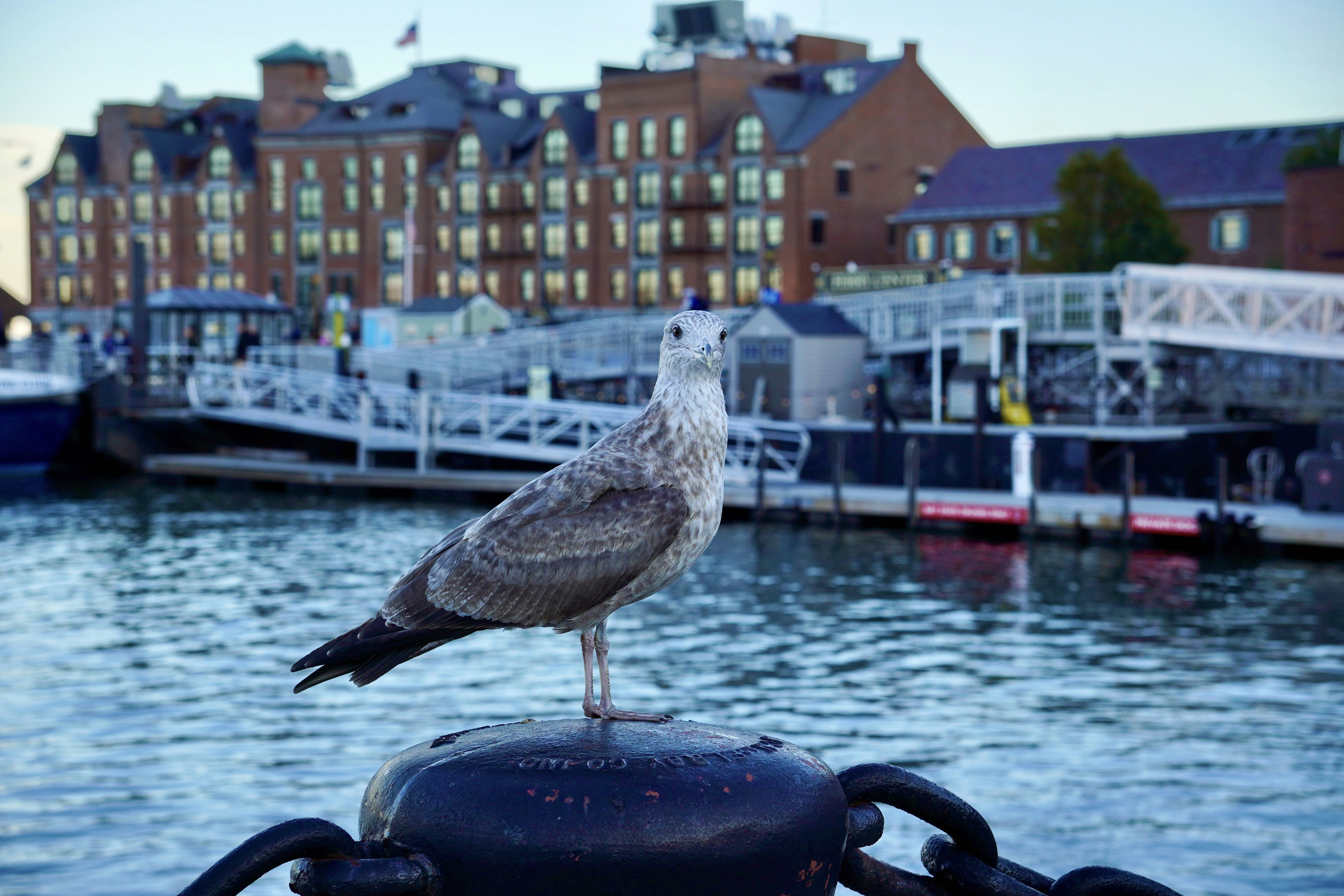 a bird on a boat