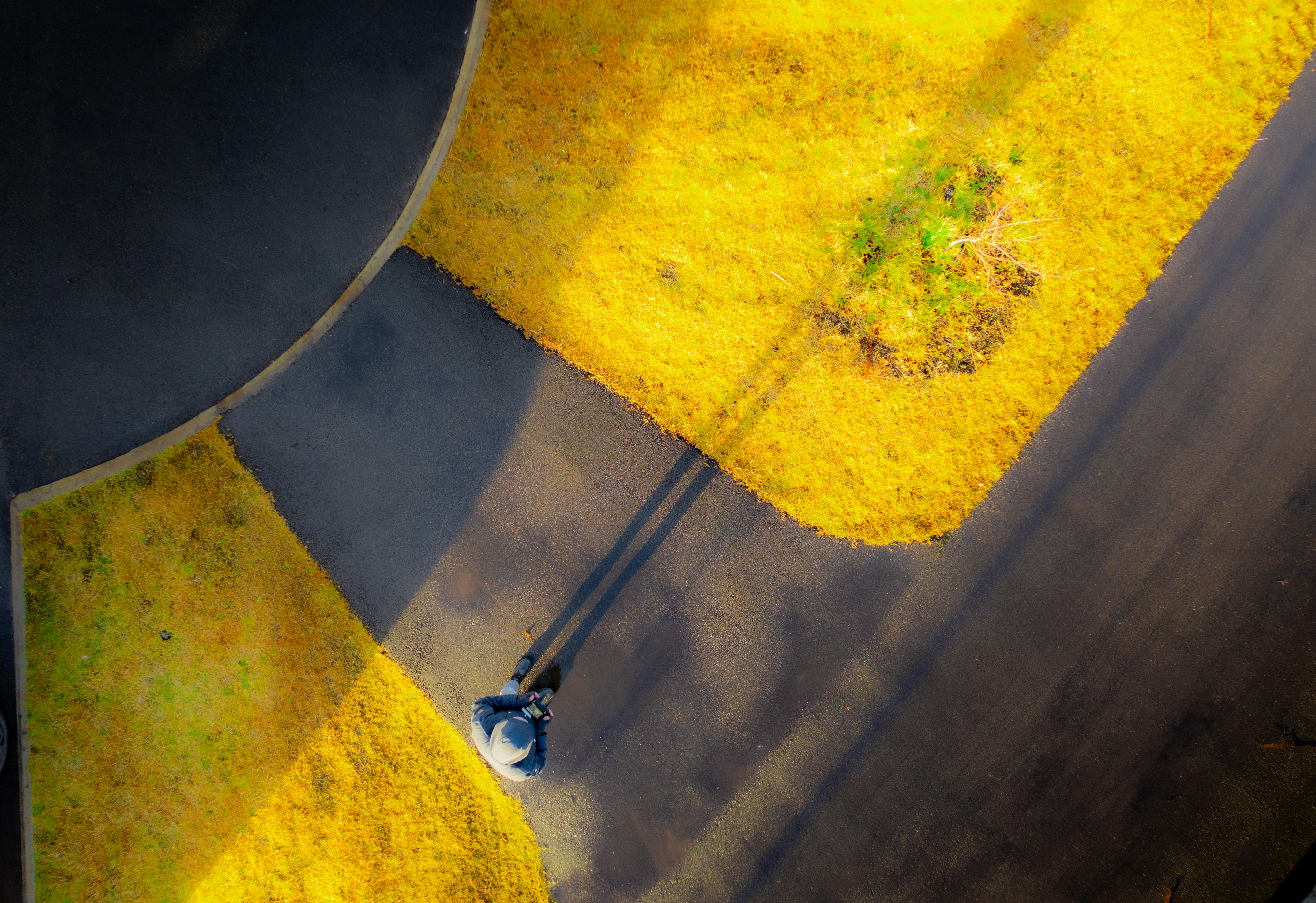 Aerial Portrait: Lone Jitterbug on a Grid of Autumn Gold
