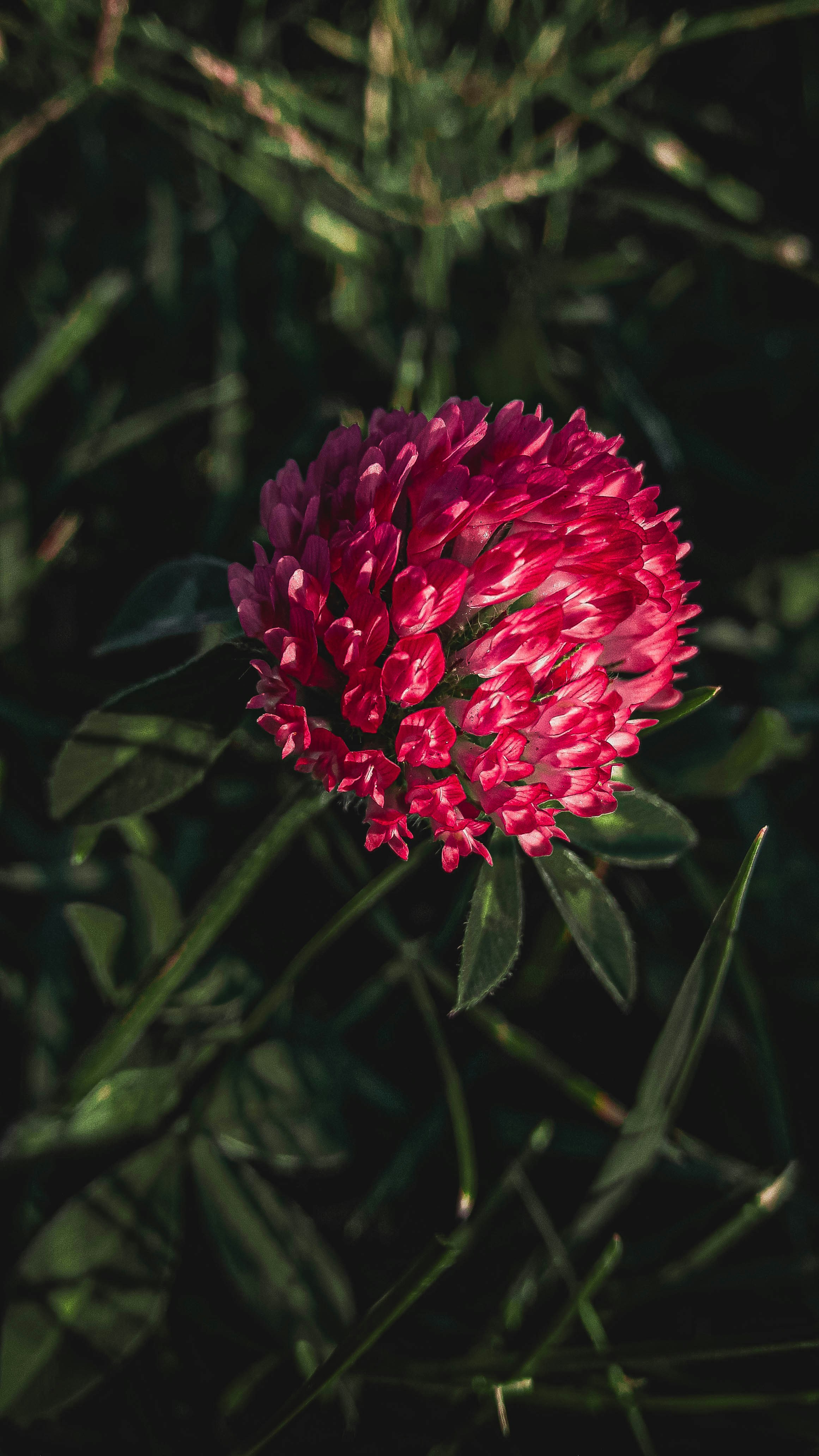 Close-up of a pink clover flower surrounded by lush green leaves, showcasing intricate petal details under soft lighting.