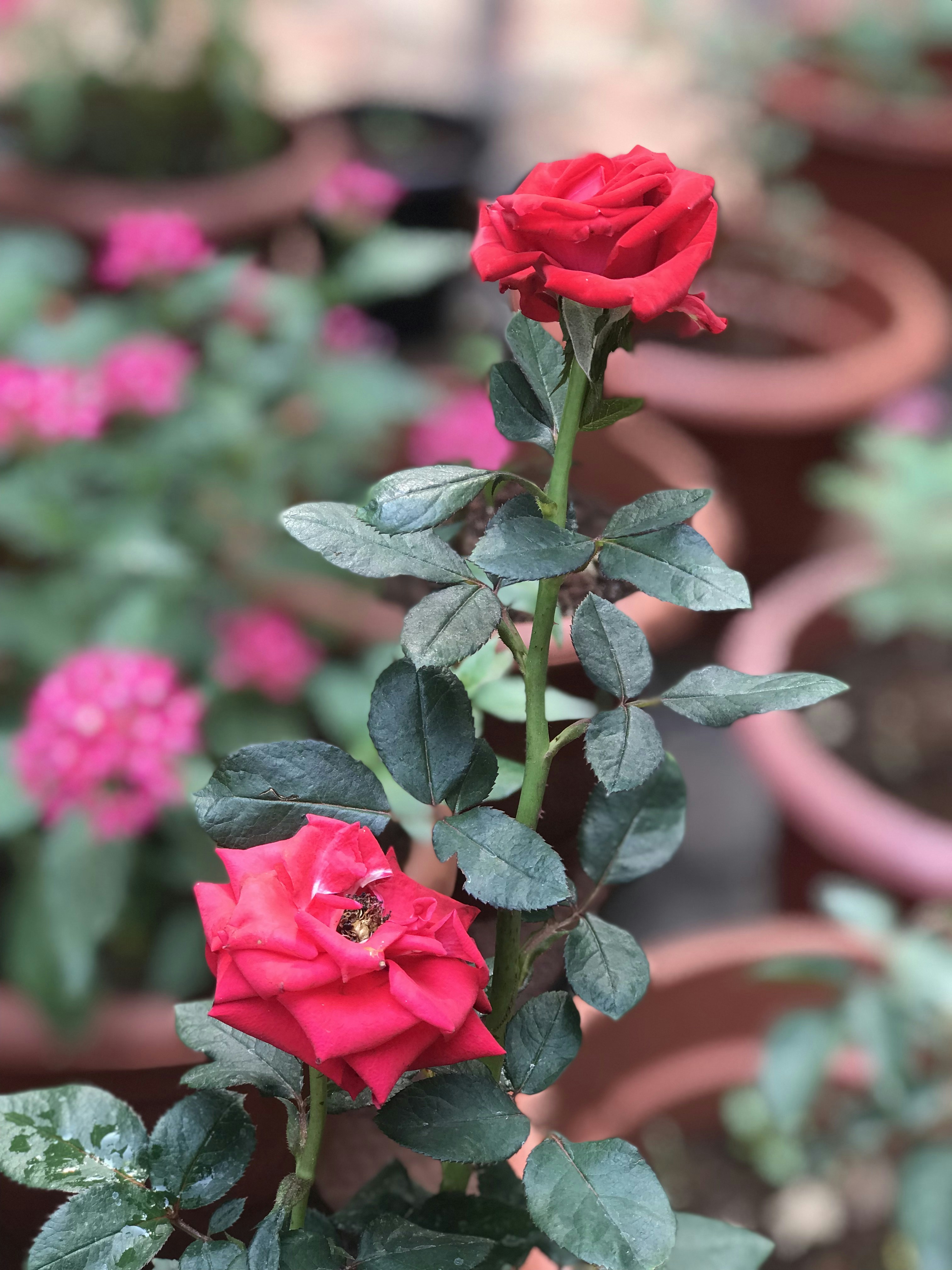 Red Rose in Focus: A Stately Stem amid a Potted Garden