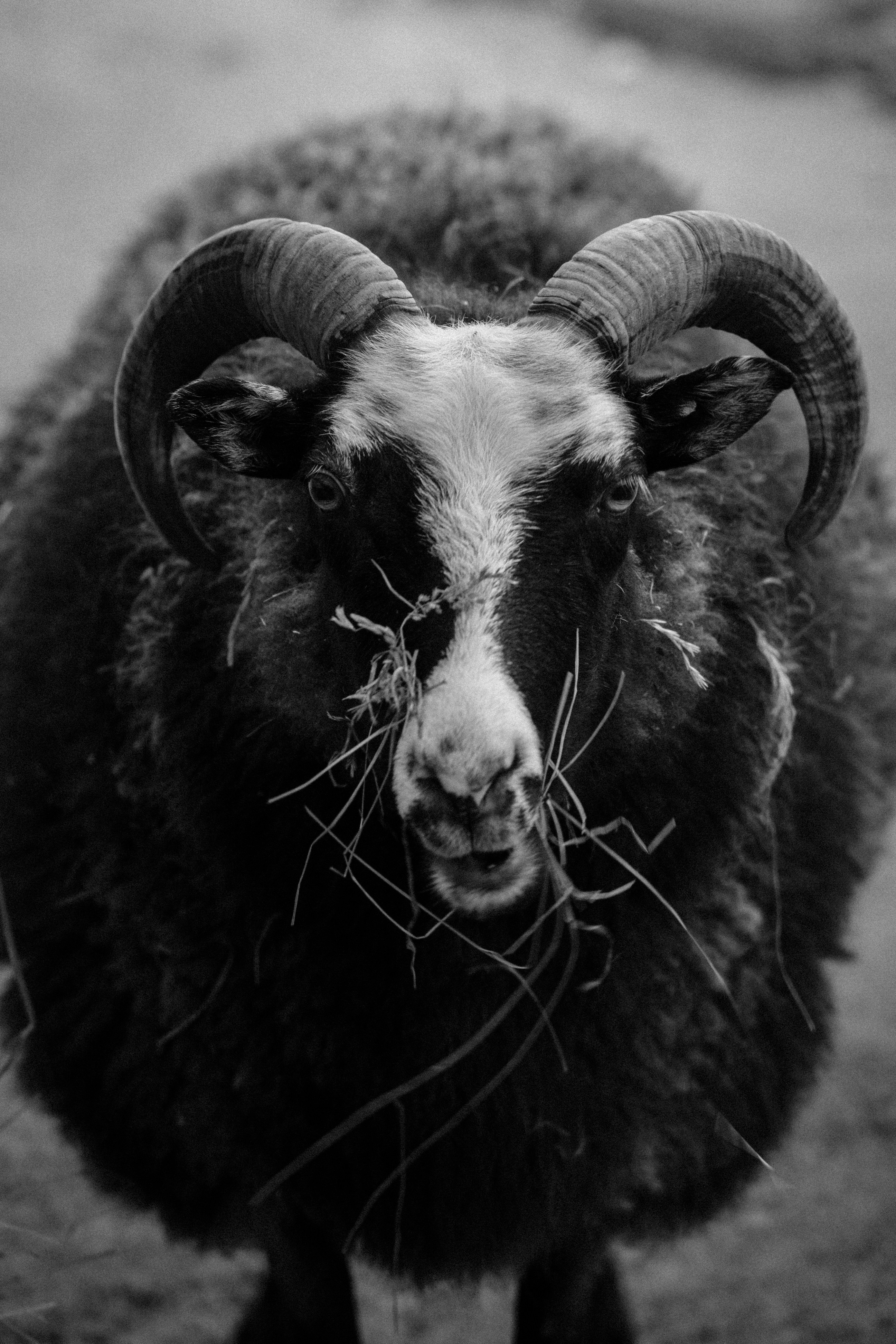 Ram in Focus: A Bold Portrait of a Horned silhouette