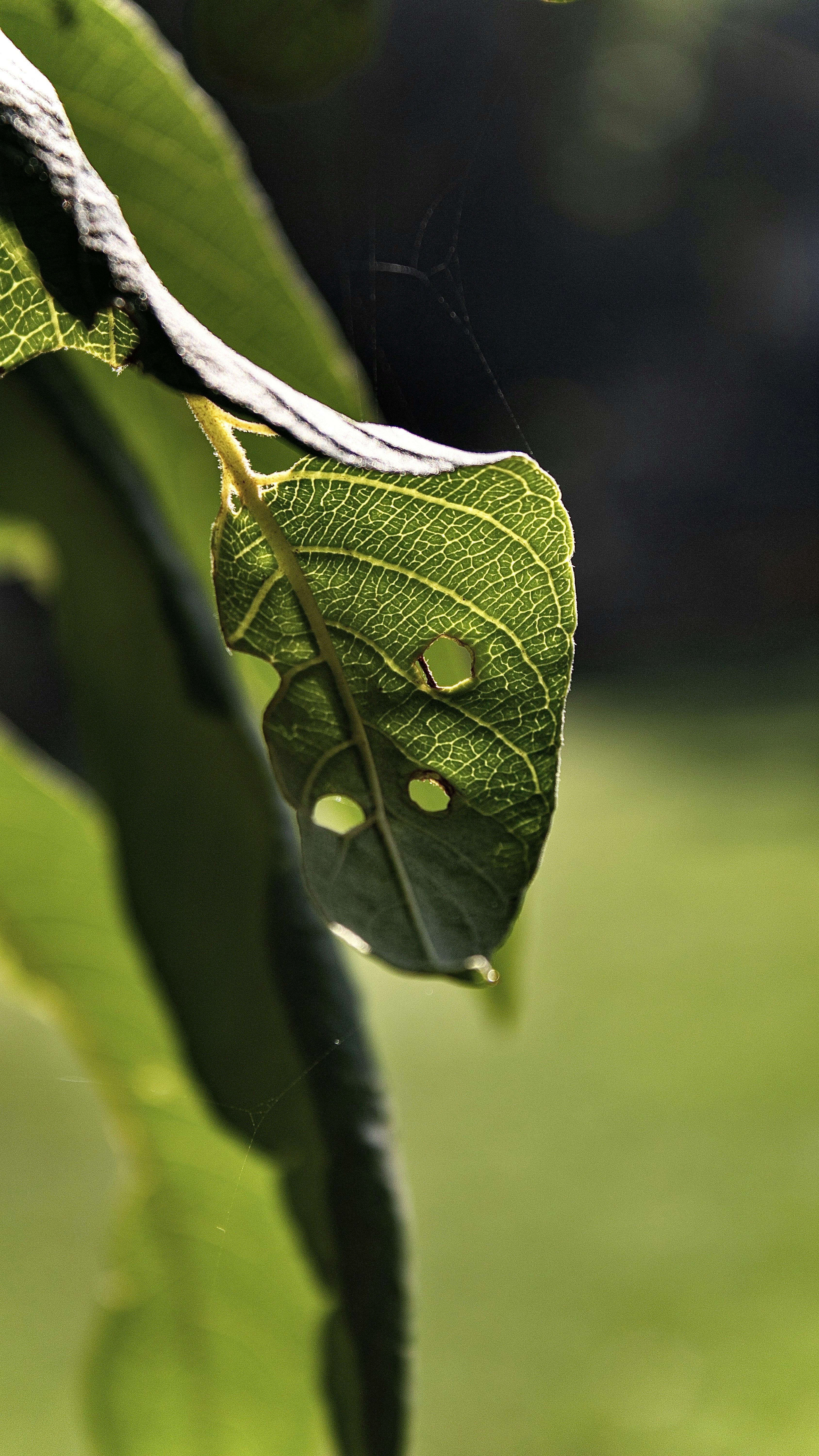 Backlit Veinwork: A Sunlit Leaf with Minute Holes