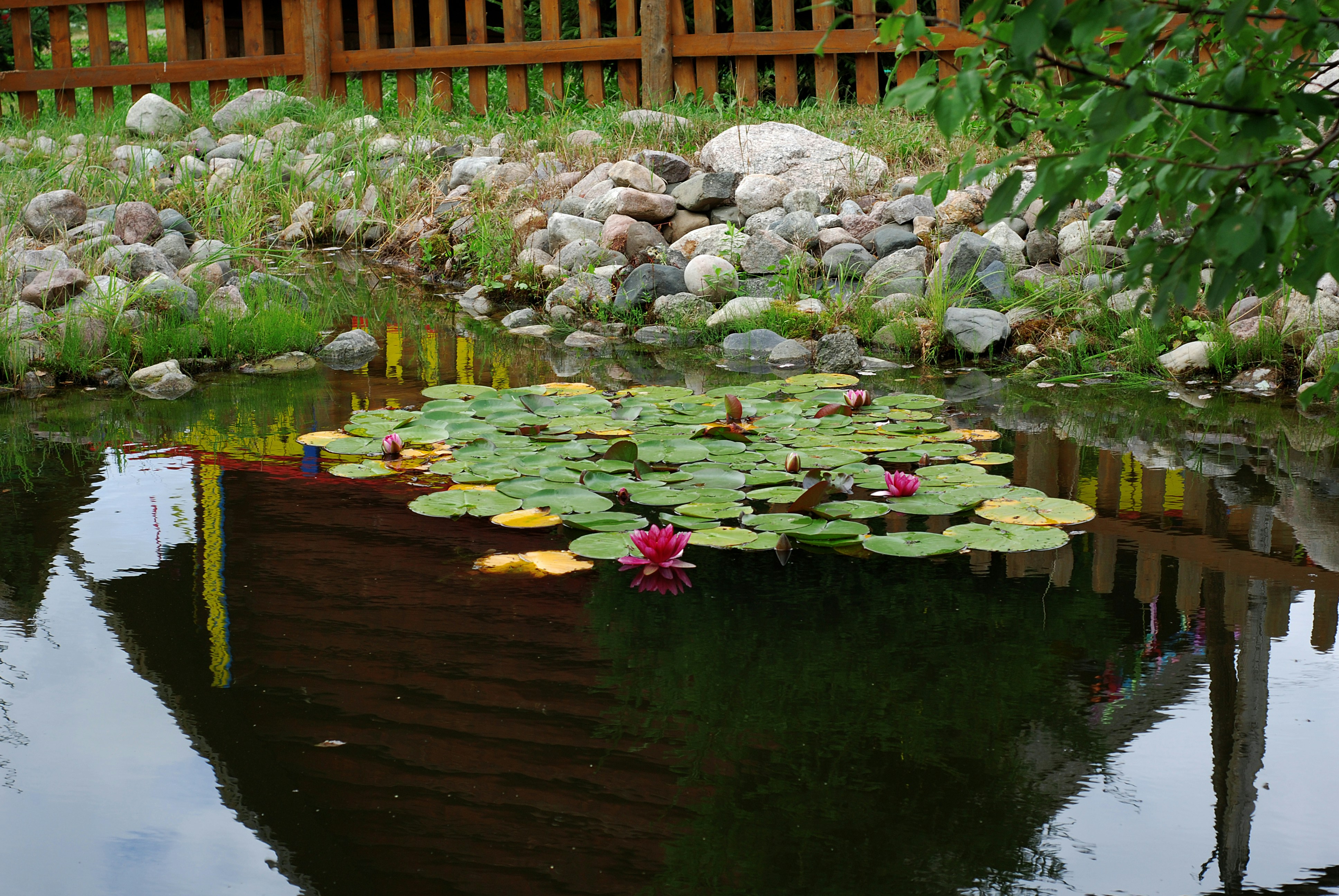 Pond with blooming lilies