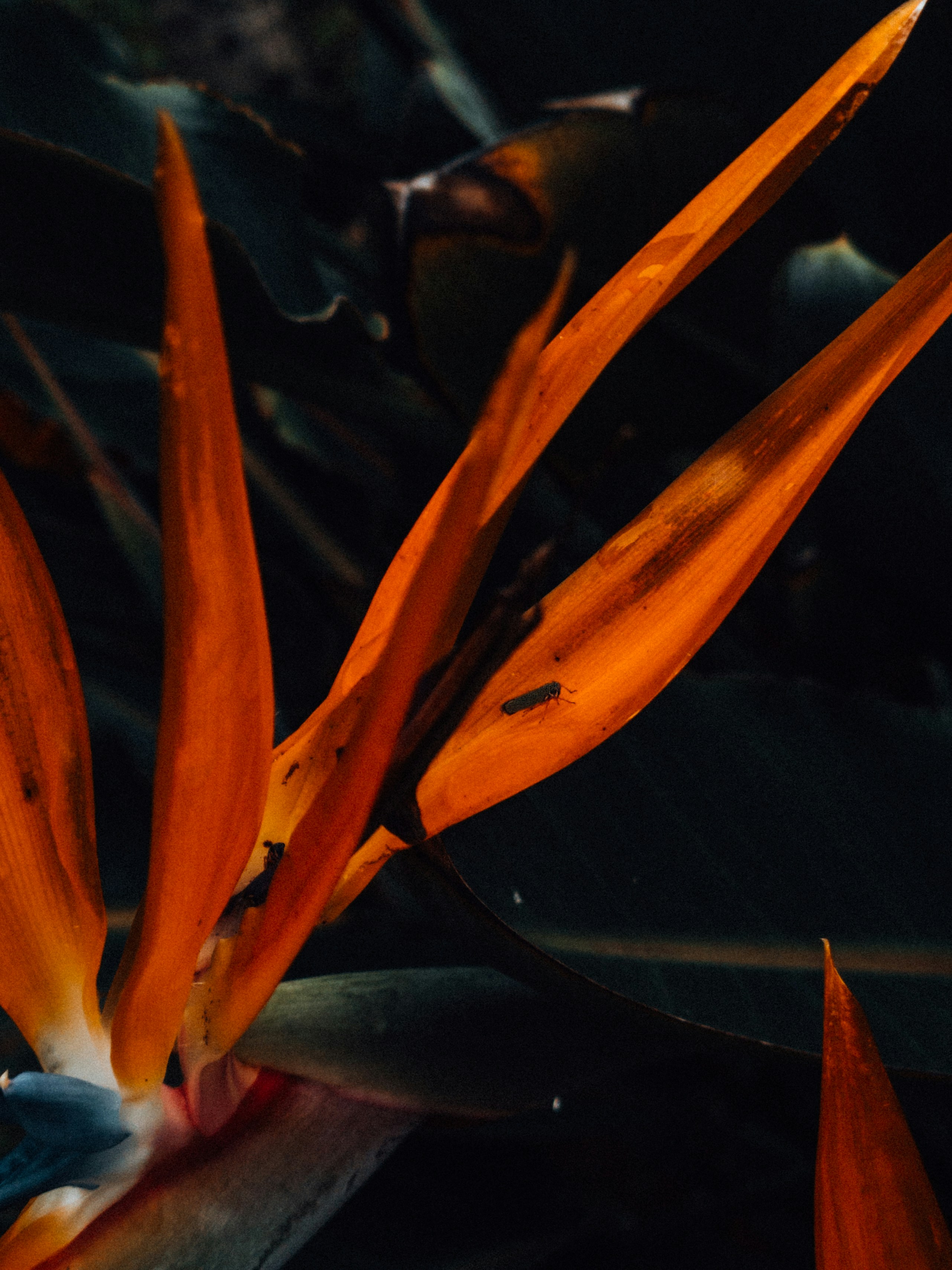 a close-up of some fish