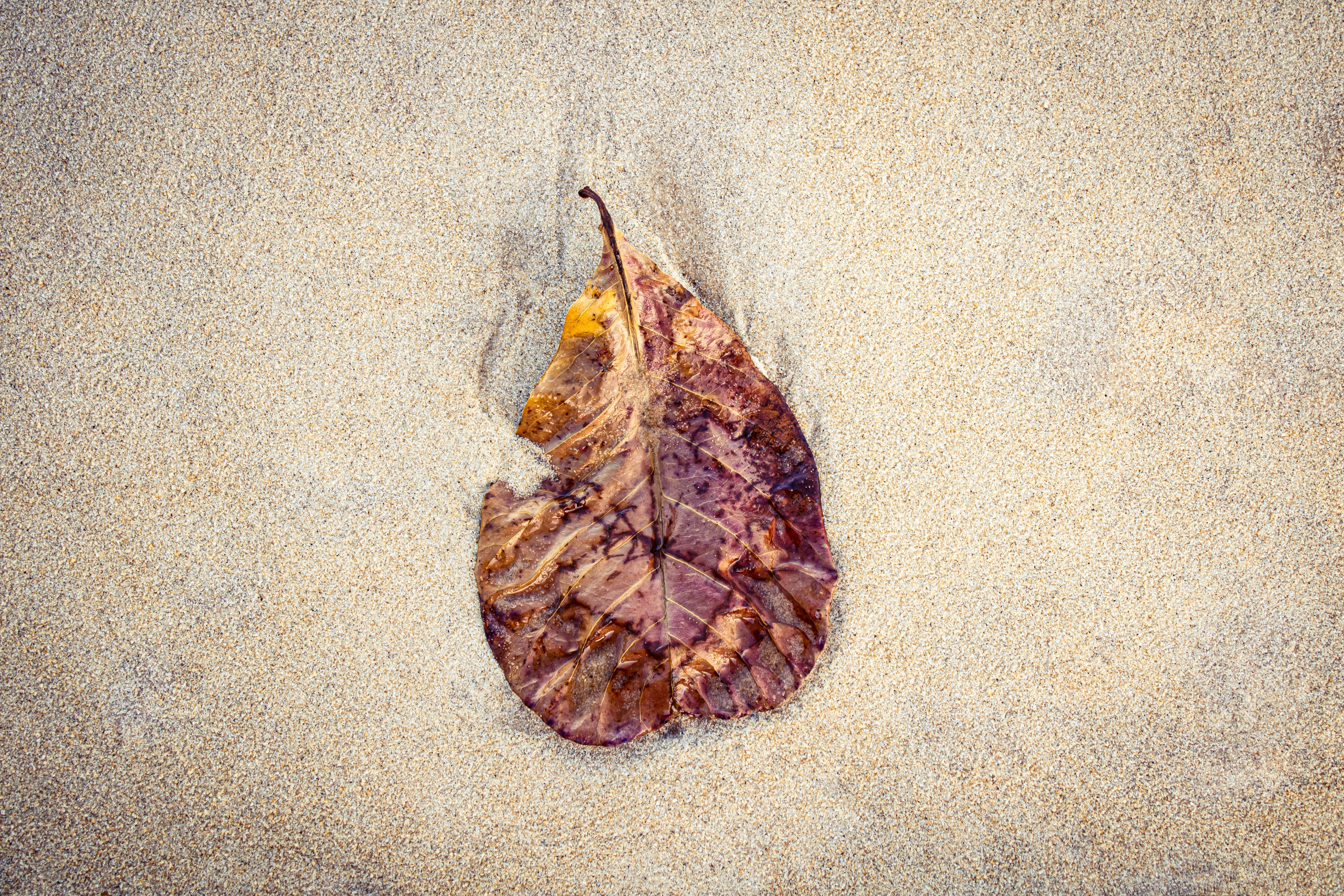 Solitary autumn leaf resting on sun-warmed sand