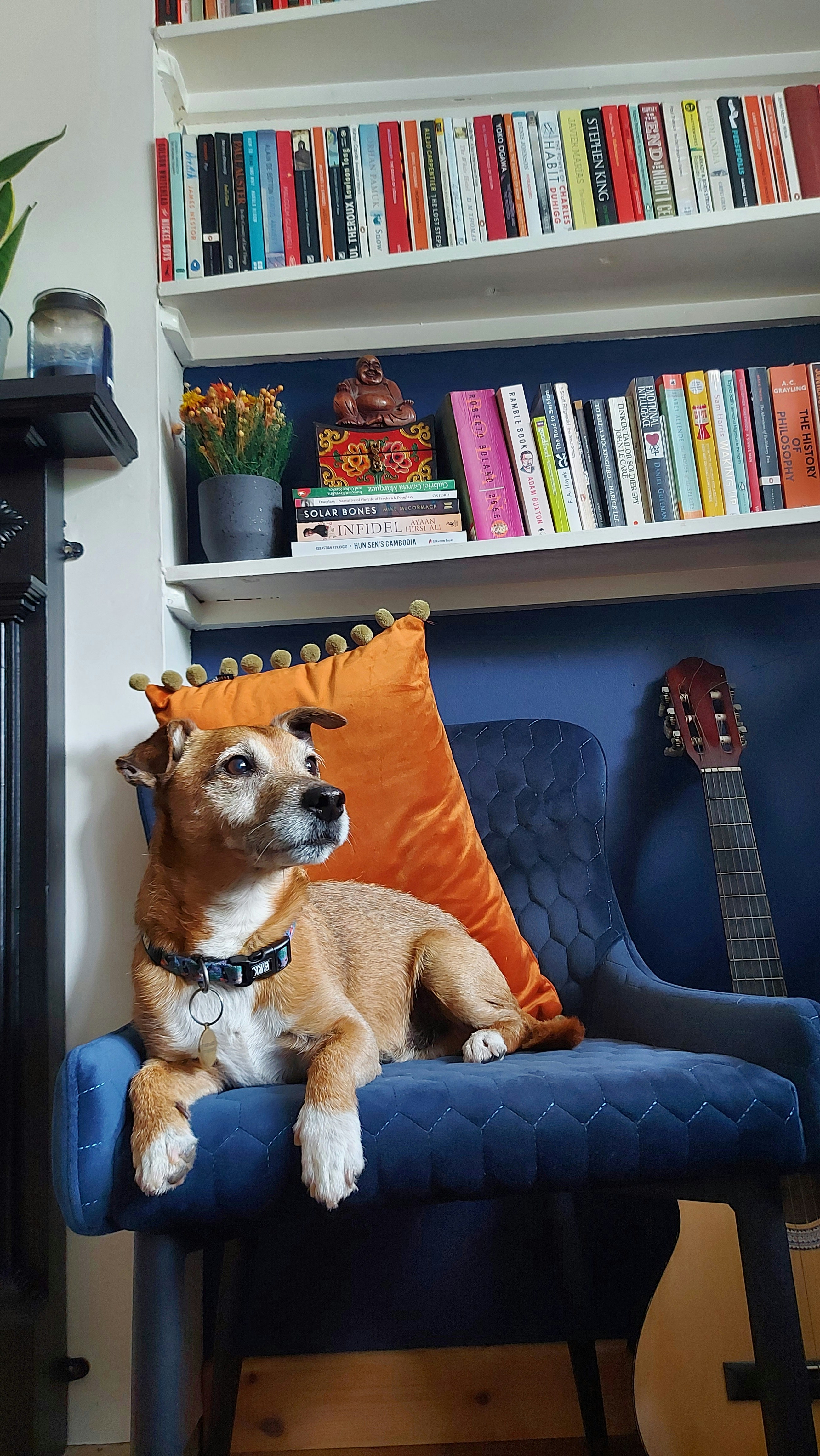 A brown dog lounges on a tufted blue chair with an orange pillow, with a bookshelf and guitar in the background.