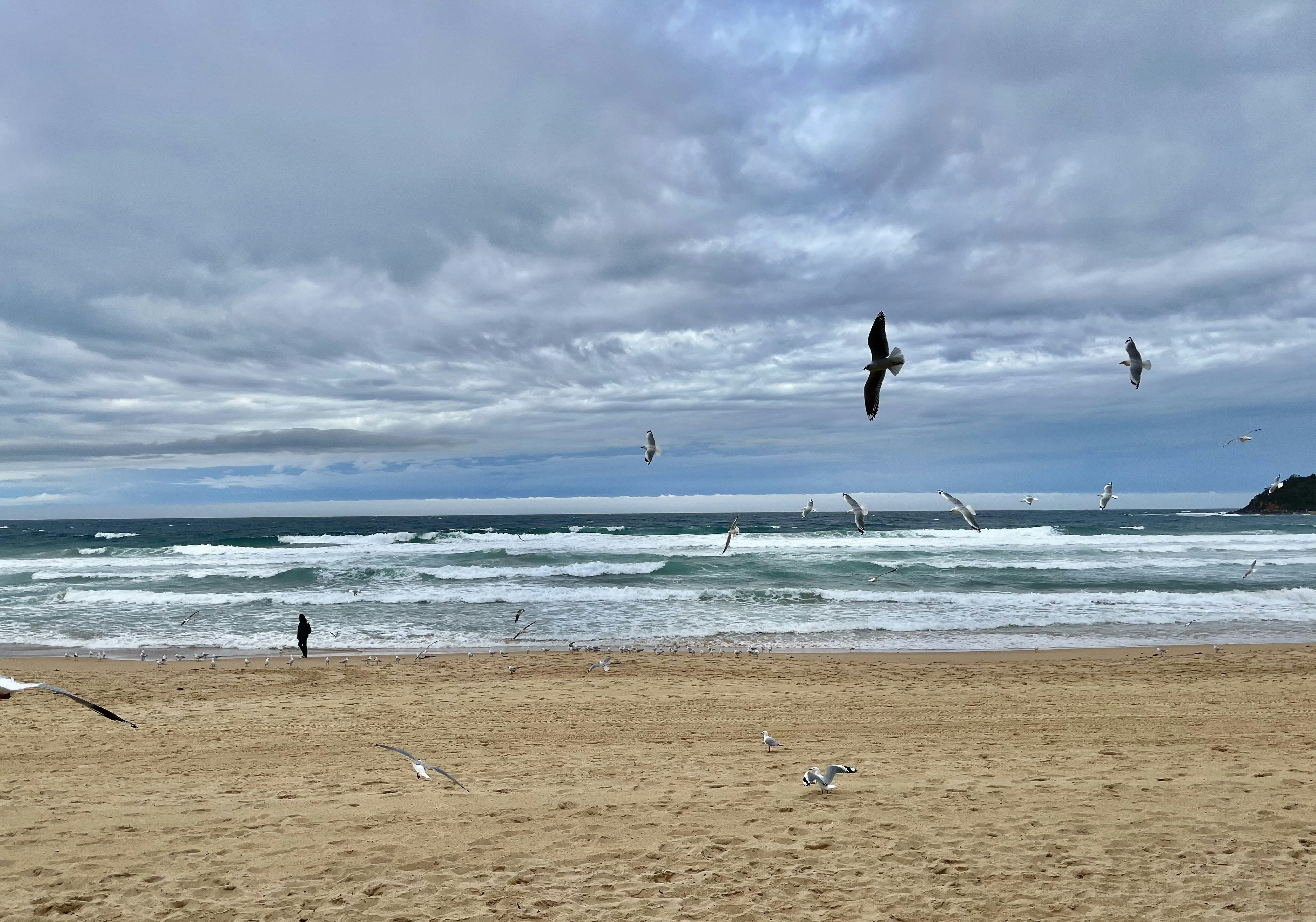 A group of birds fly over a beach photo – Free Manly Image on Unsplash