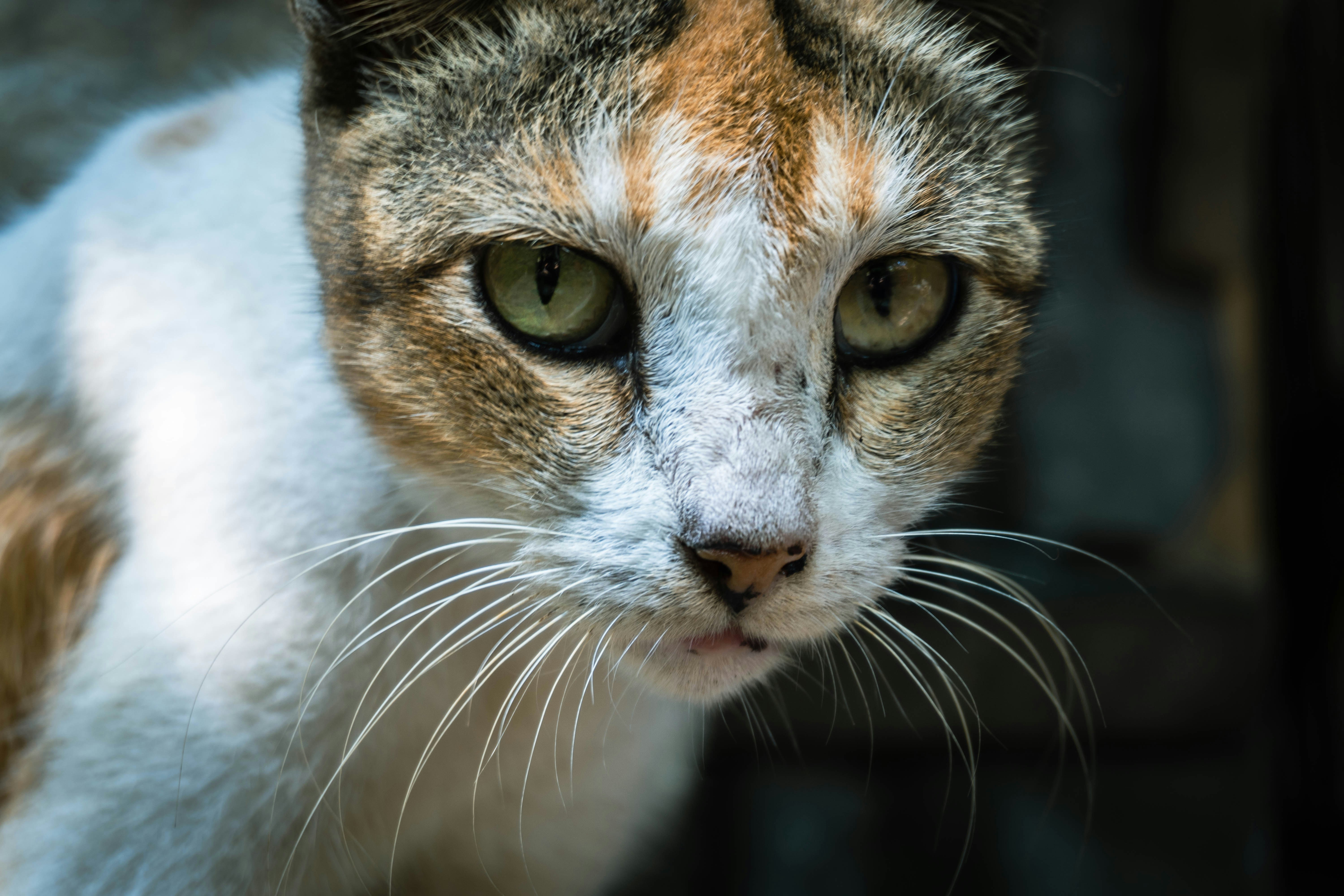 Foto Un gato mirando a la cámara – Imagen gratis en Unsplash