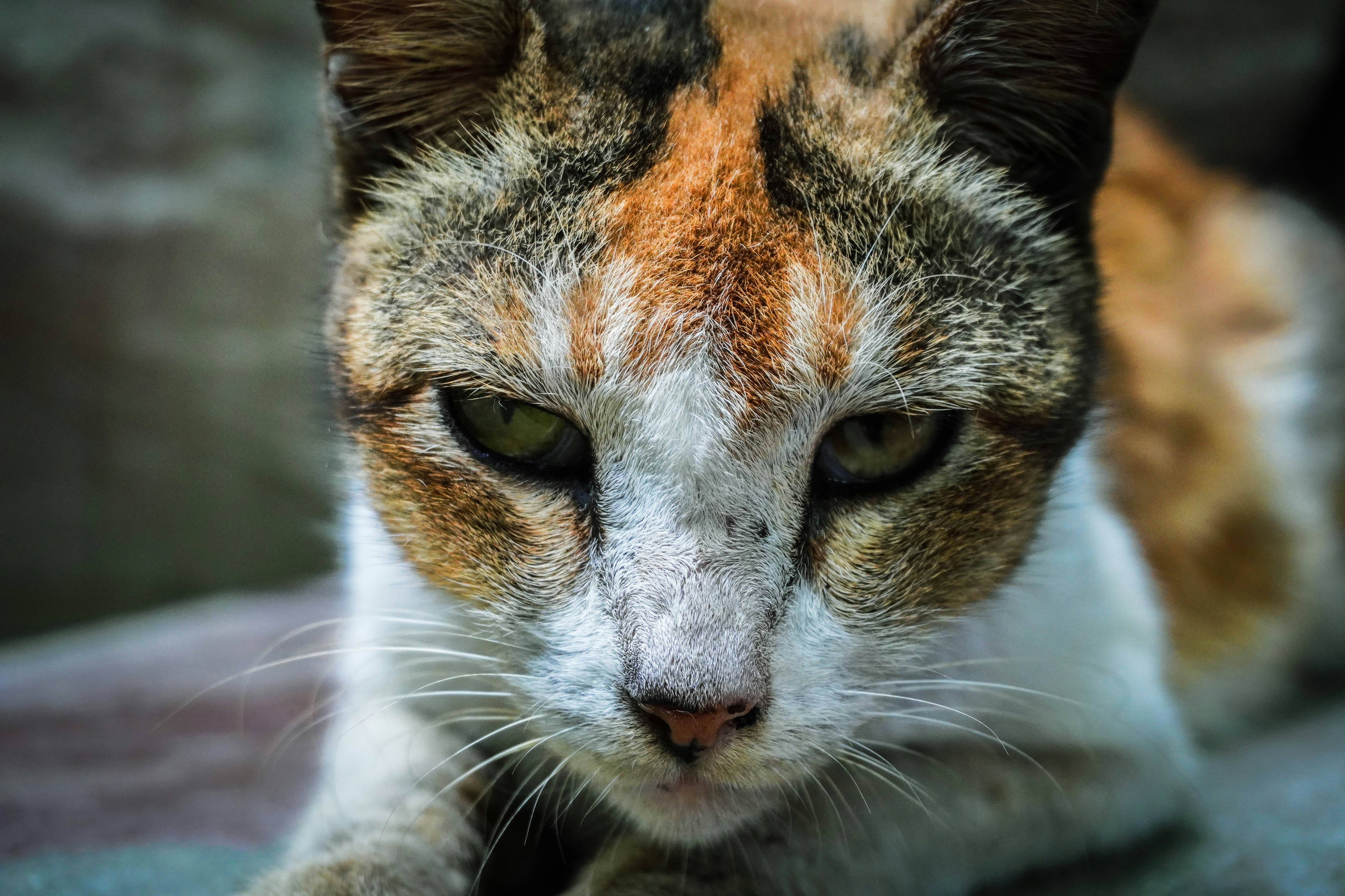 A close up of a tiger photo – Free Abyssinian Image on Unsplash