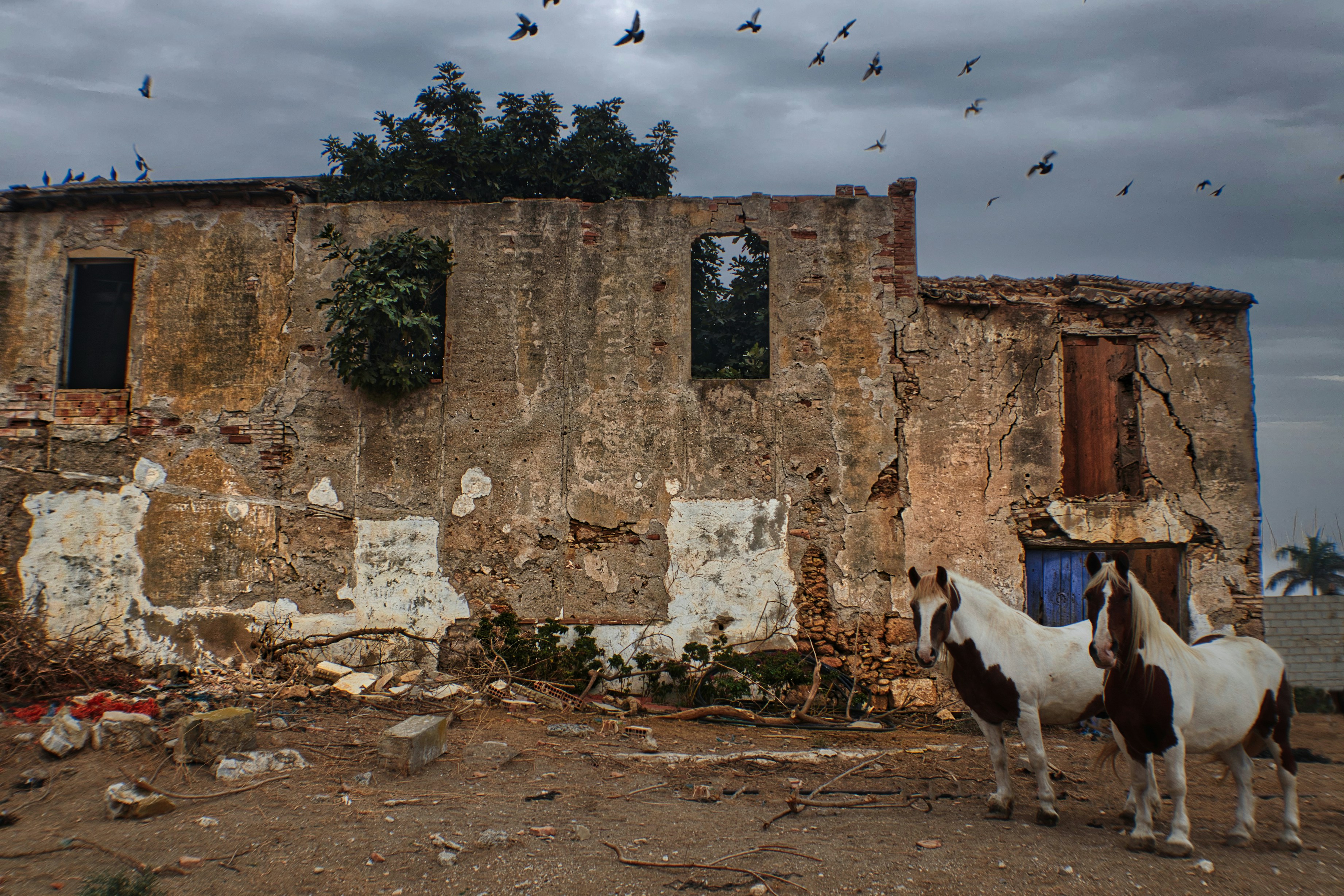 Horses by a Crumbling Adobe Wall as Birds Soar Across a Moody Sky