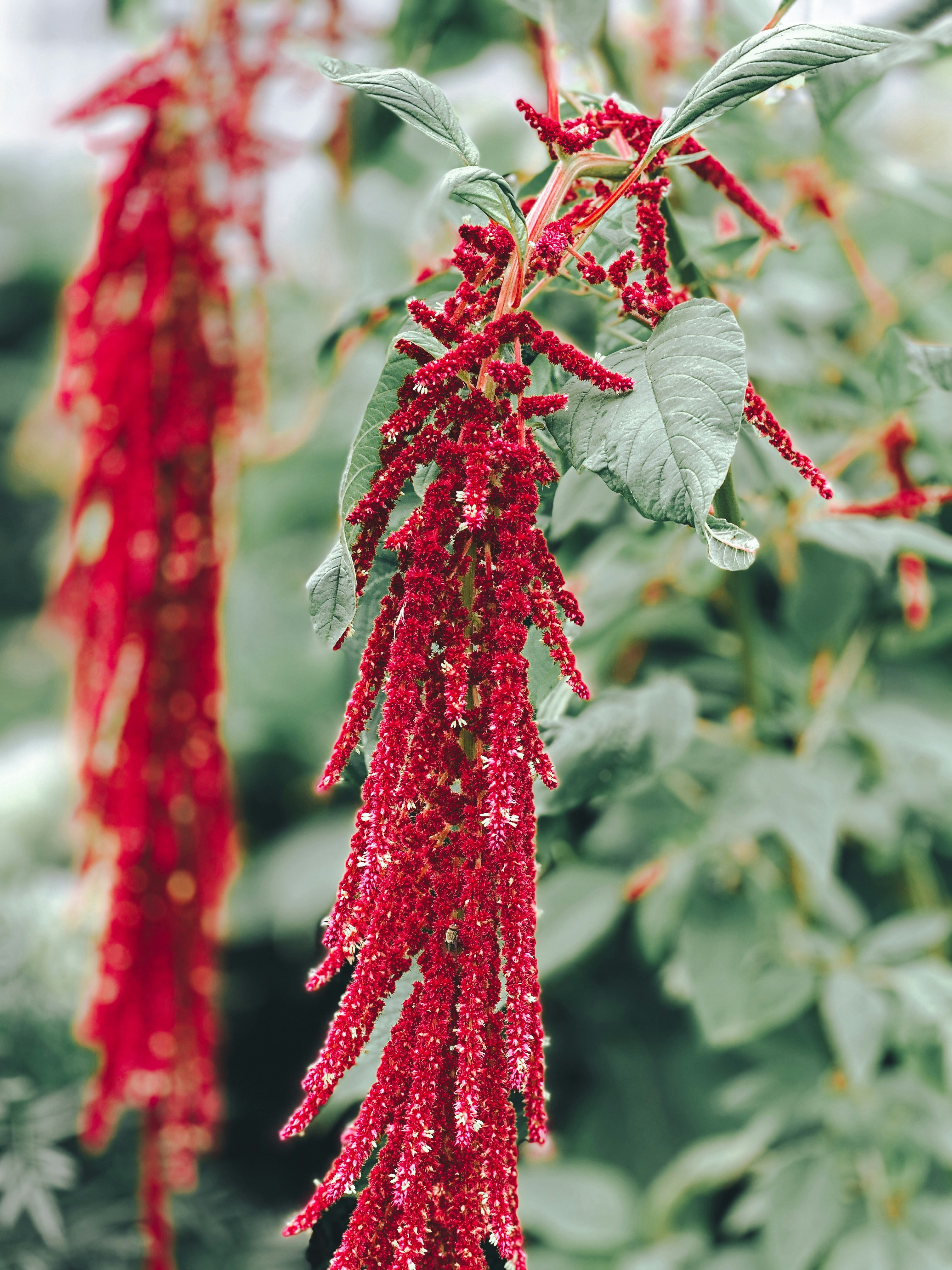 Amaranth: Superfood of the Gods - health recipes longev...