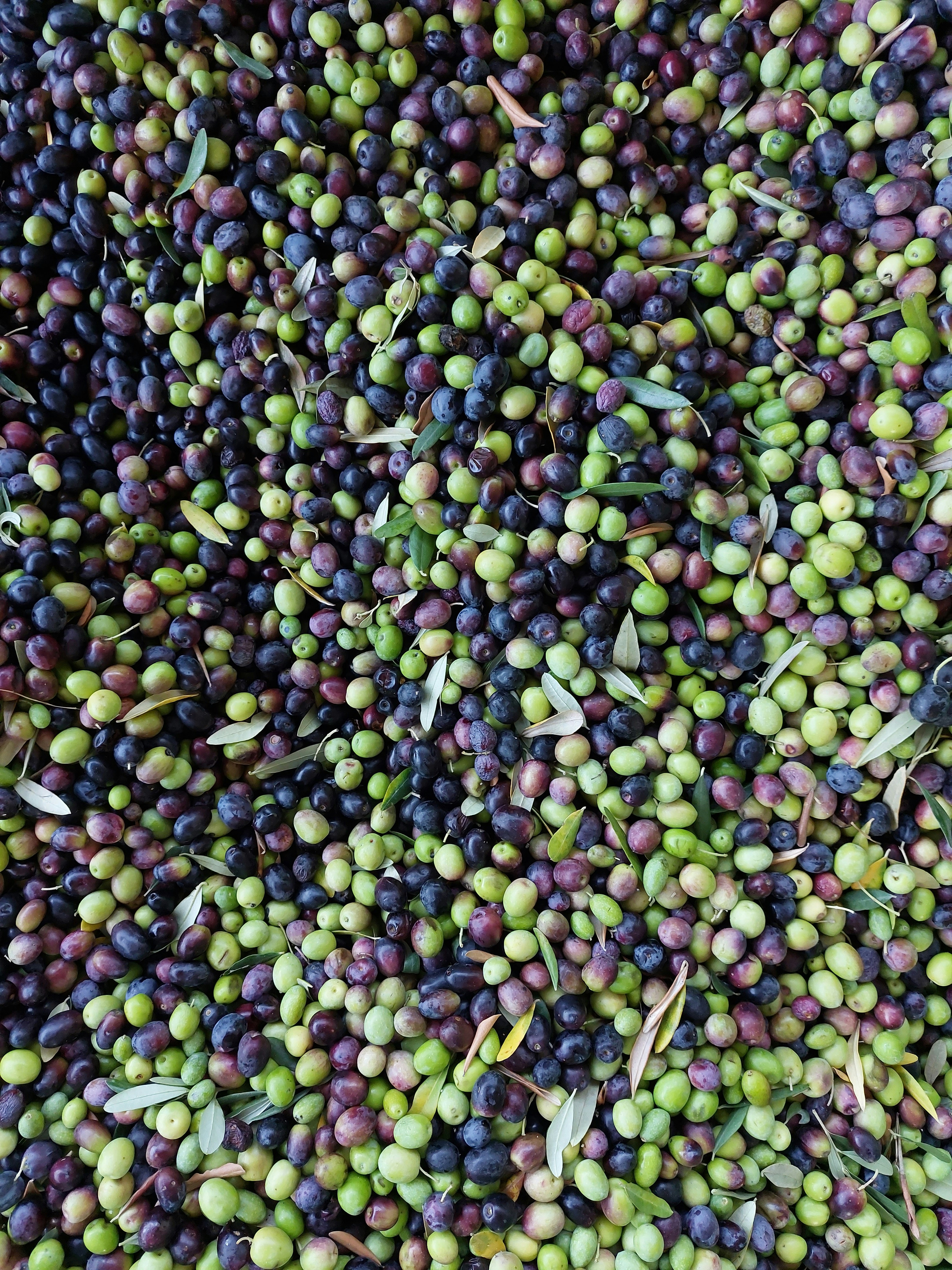 A vibrant array of olives in various colors, showcasing the rich diversity of this beloved fruit. The scene captures the essence of an olive harvest.