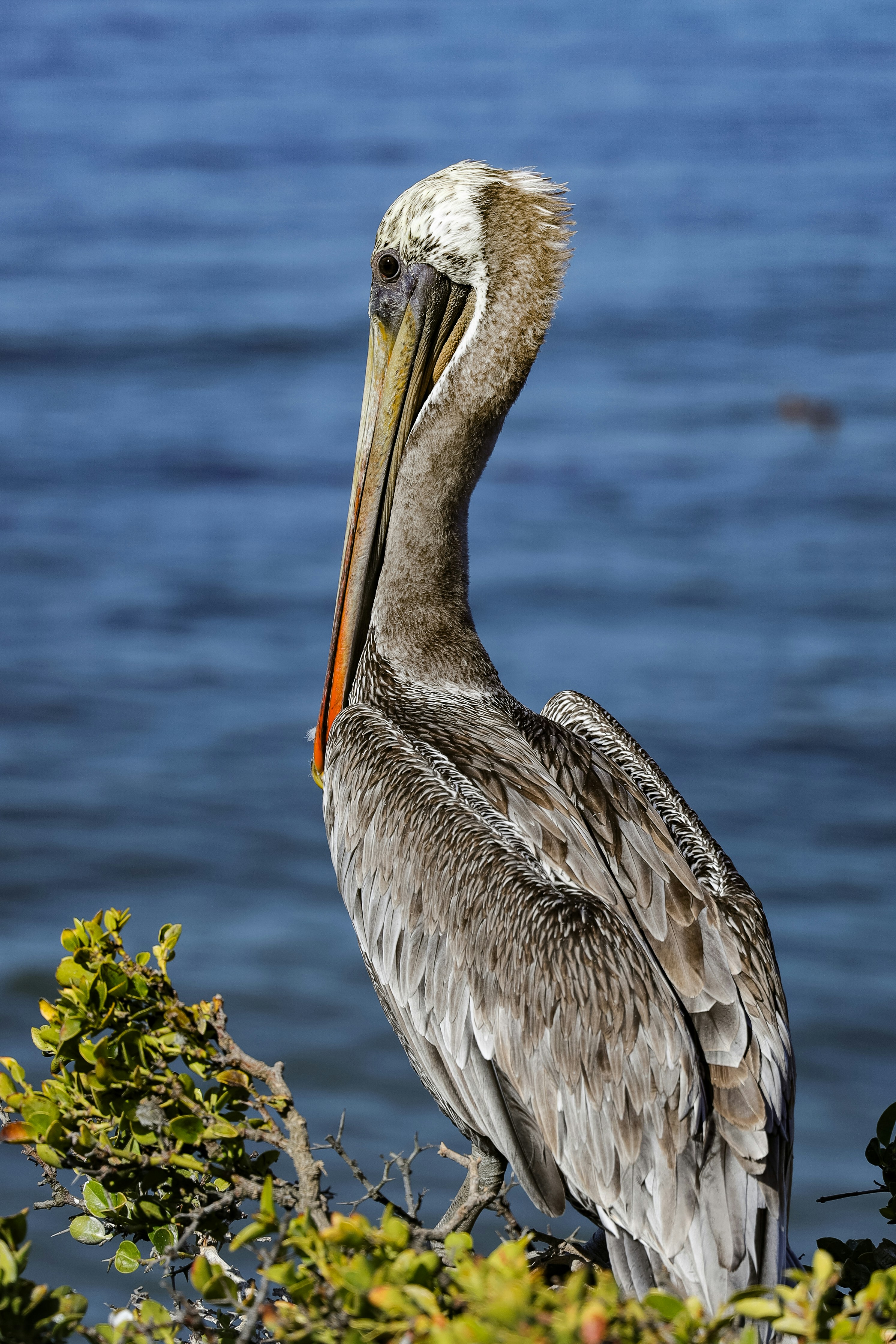 A bird standing on a branch photo – Free Animal Image on Unsplash