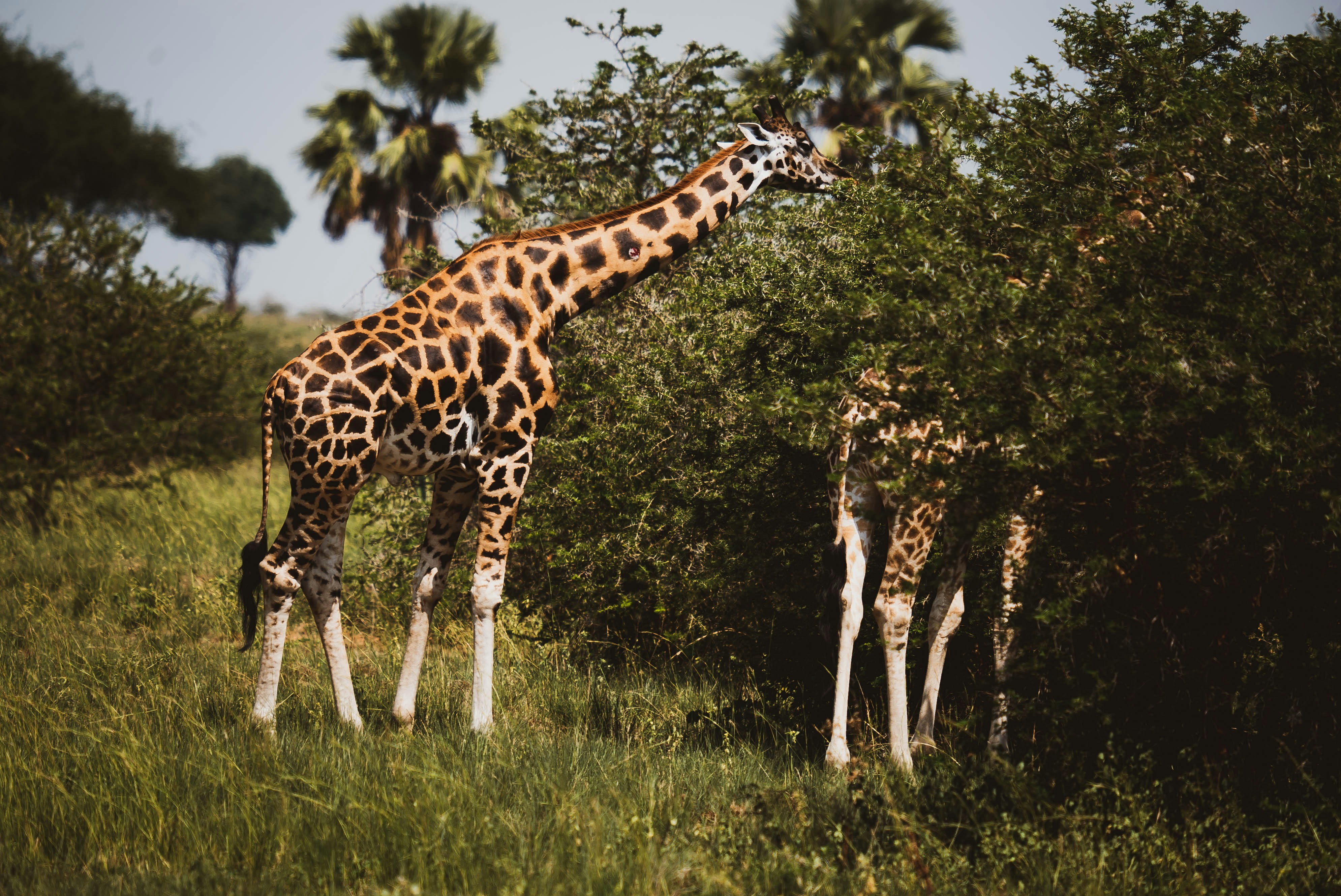 A pair of giraffe graze on the edge of a sunny field