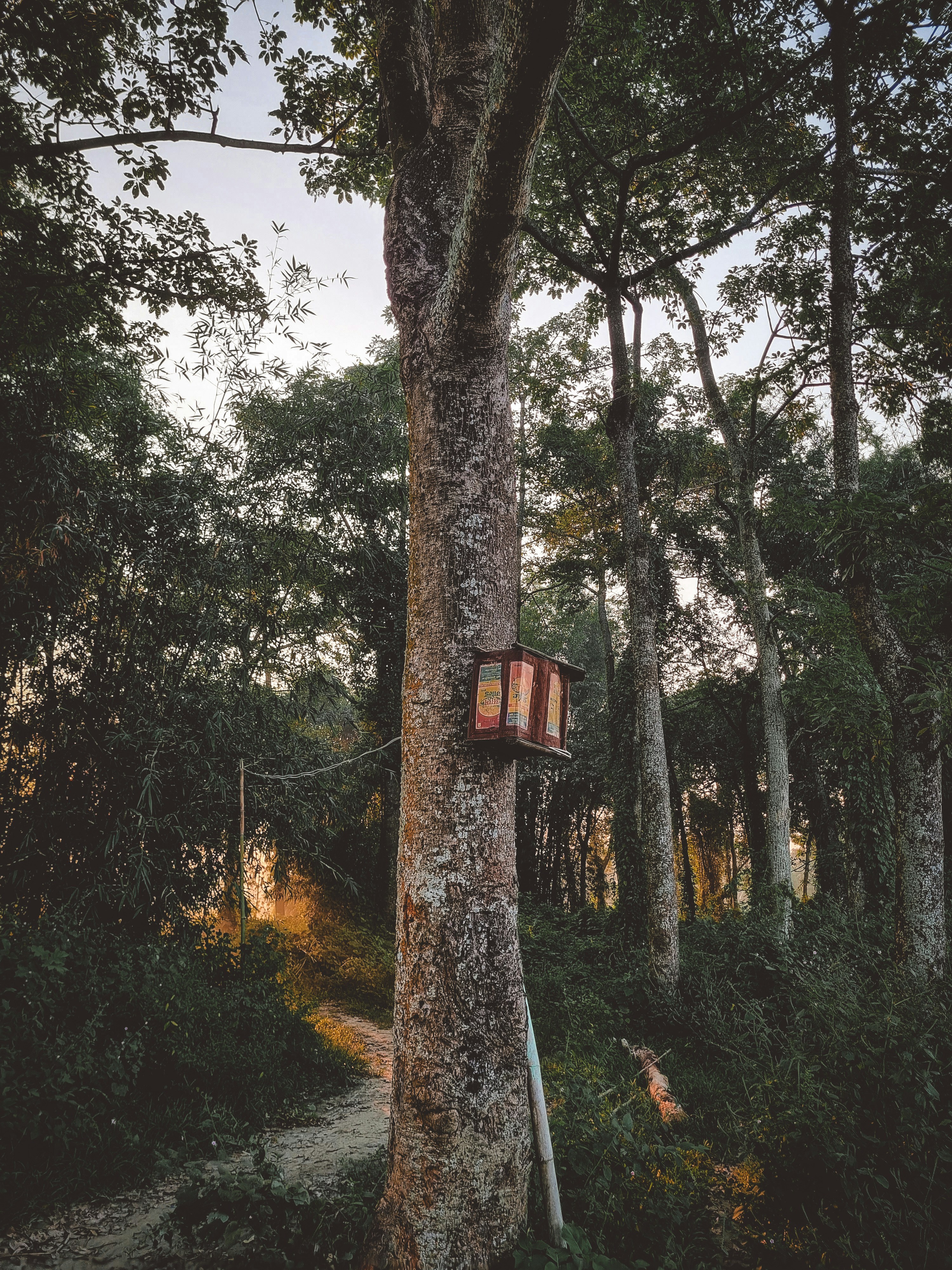 Red Birdhouse Clinging to a Forest Trunk by a Quiet Path