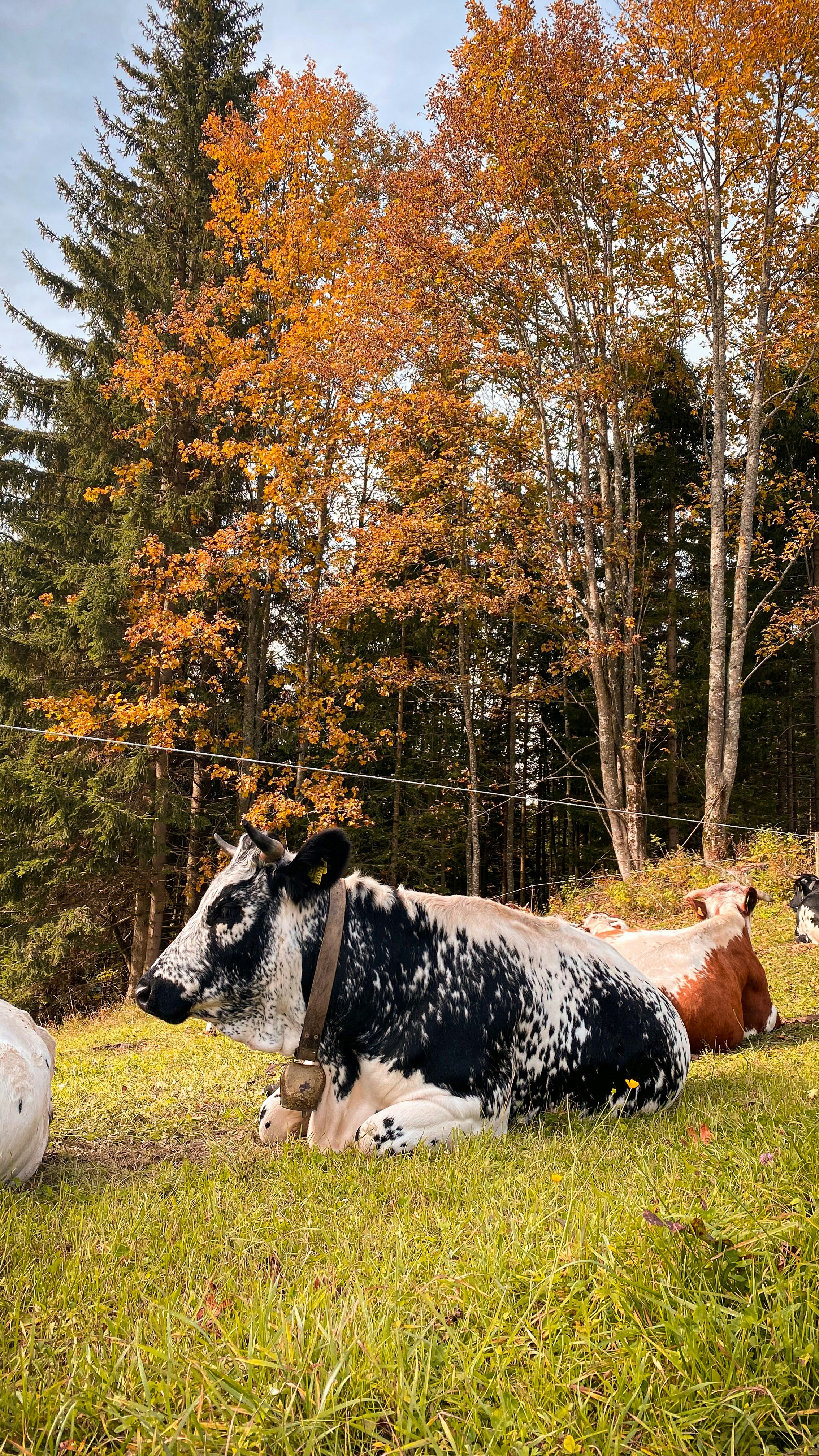 Autumn Quietude: A Black‑White Cow Repose Under Copper-Tinted Trees