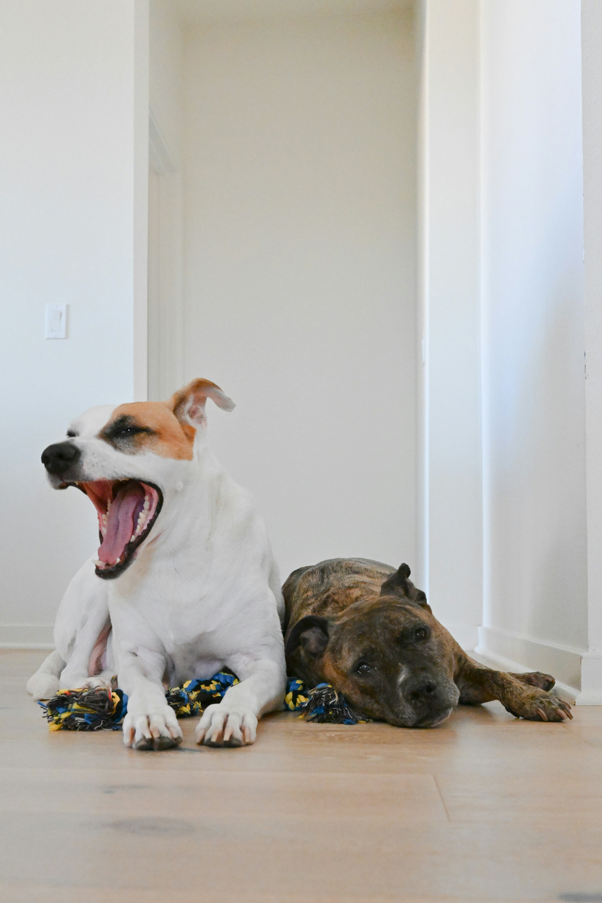 Un couple de chiens allongés sur le sol photo – Photo Chien paresseux ...