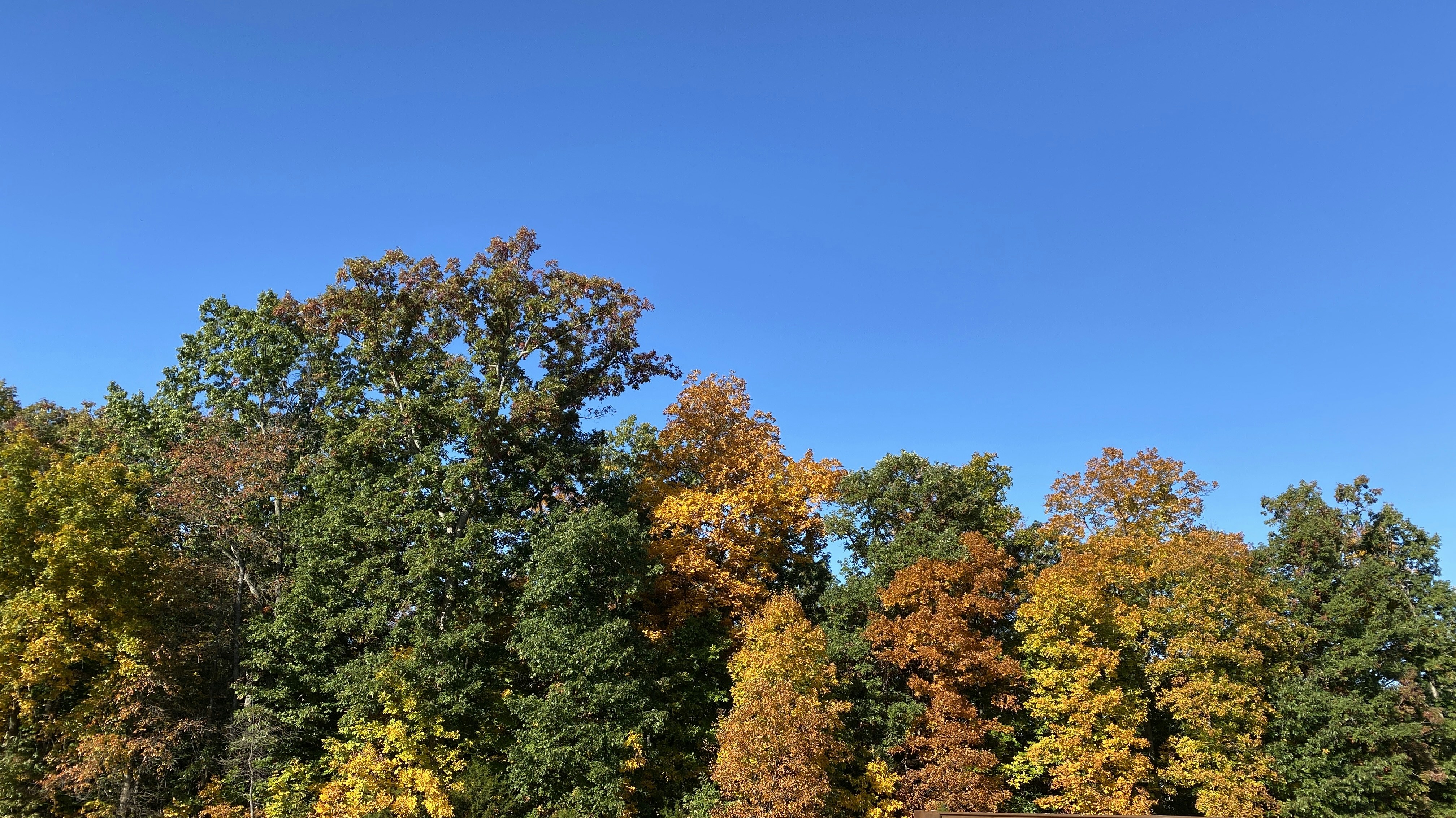 Vibrant autumn foliage showcases a spectrum of colors against a clear blue sky, creating a serene natural landscape.