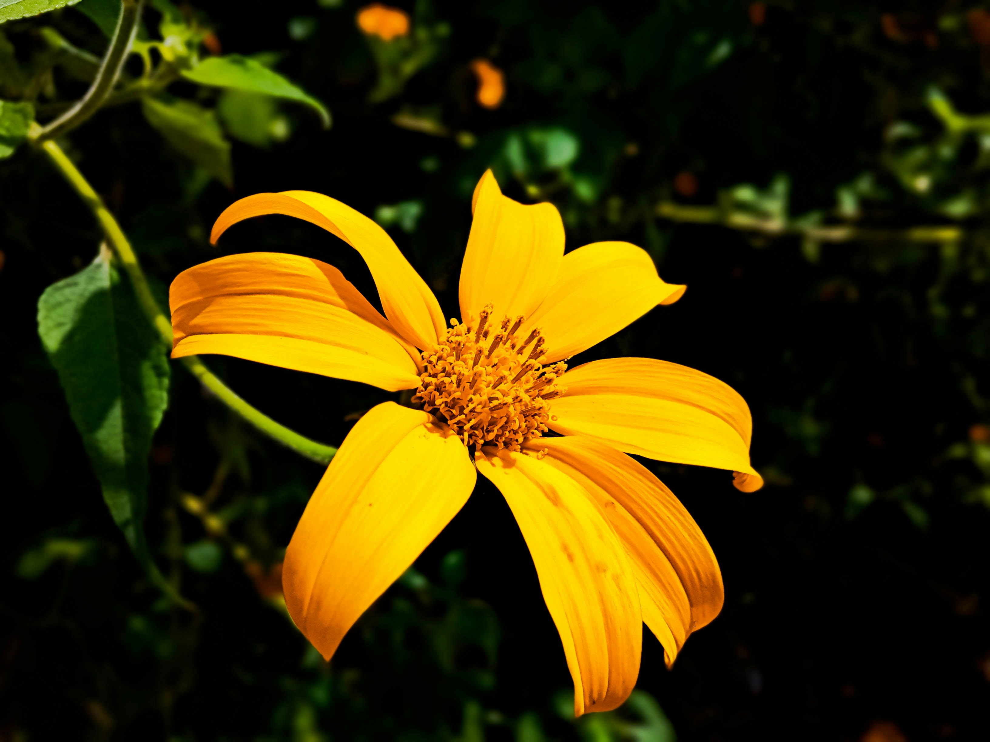 A vibrant yellow flower with elongated petals and a detailed center, surrounded by lush green foliage.