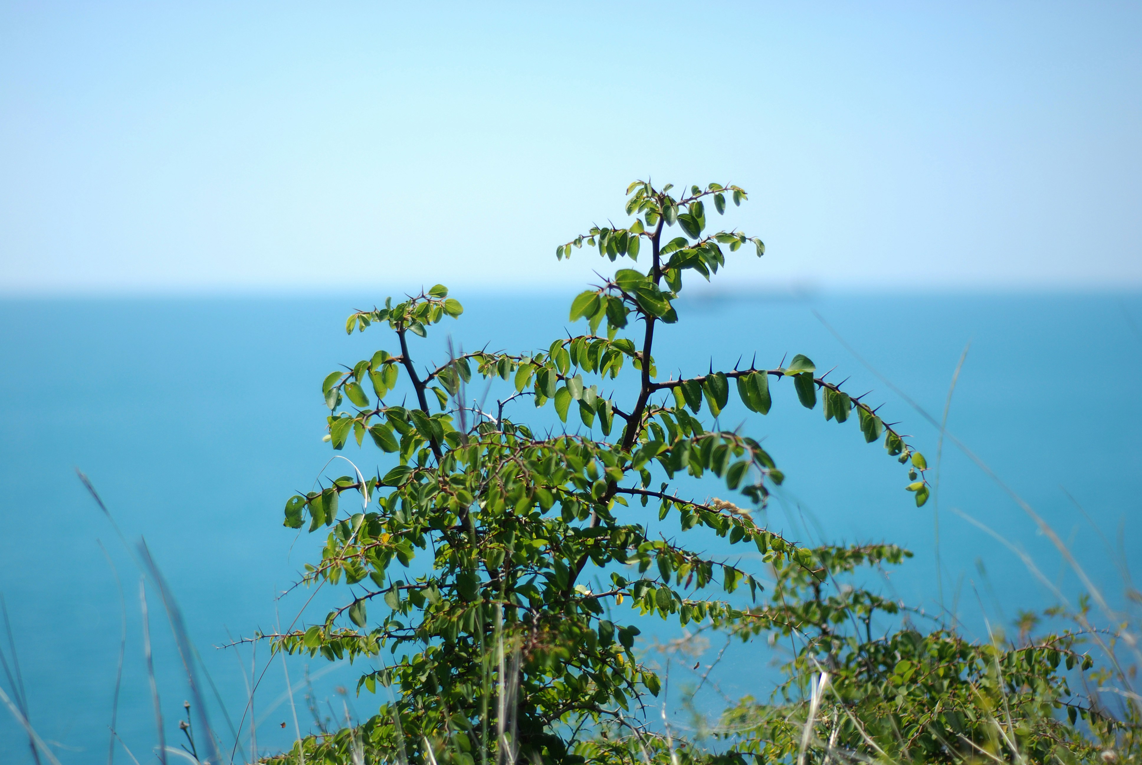 Coastal Foliage in Focus: Shrub Framed by a Distant Teal Sea