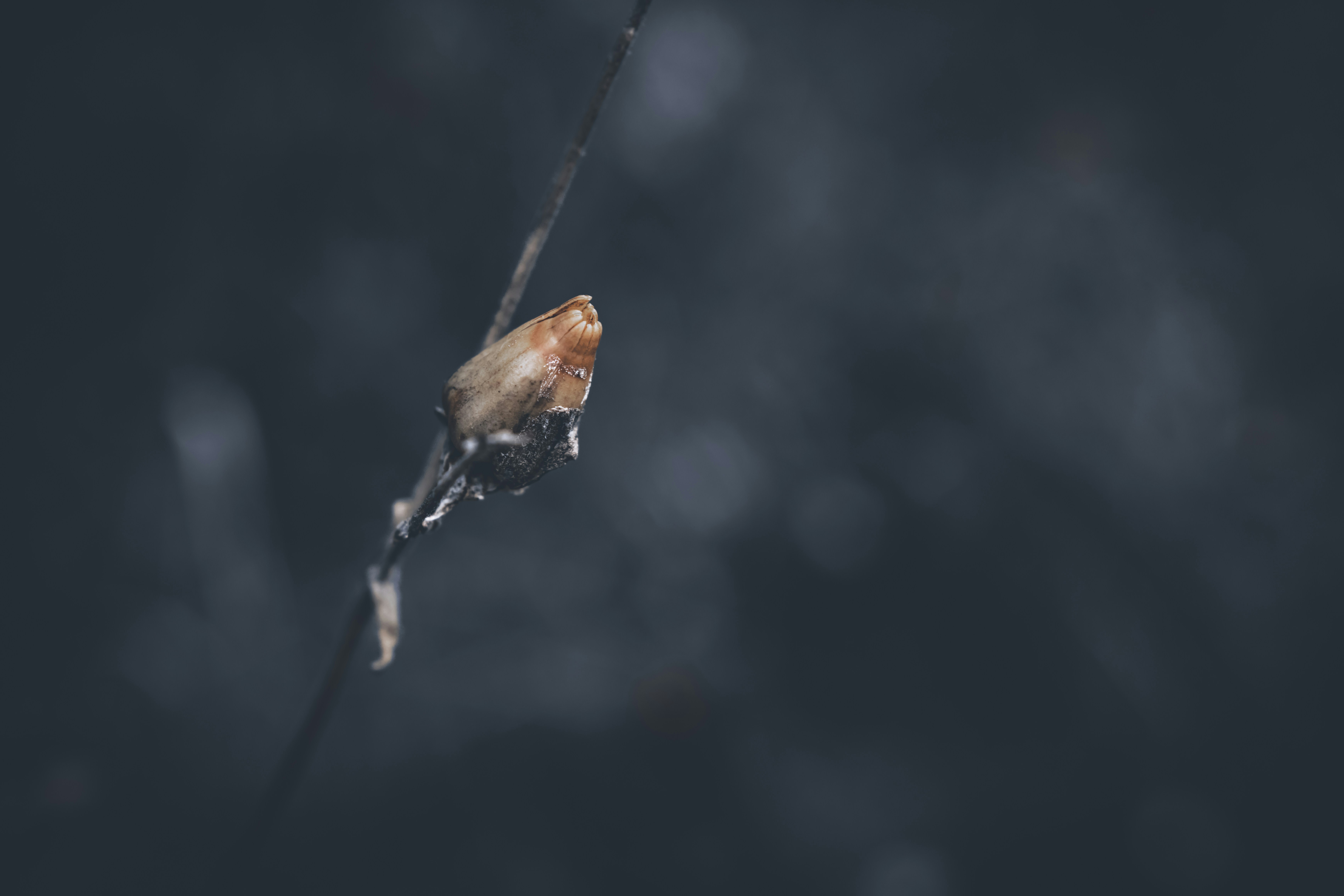 A frog on a branch photo – Free Serbia Image on Unsplash
