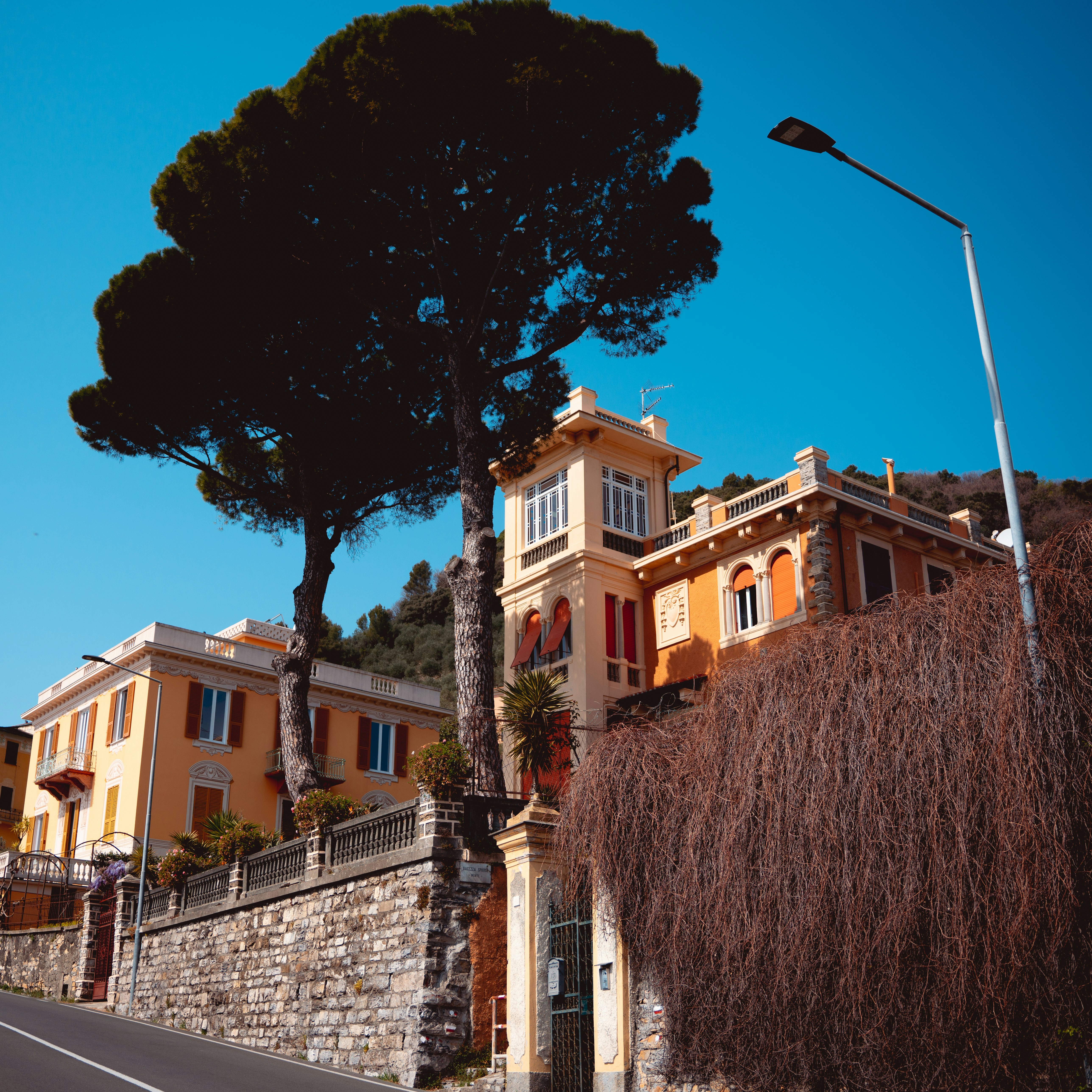 Towering Pine Framing a Sunlit Mediterranean Street