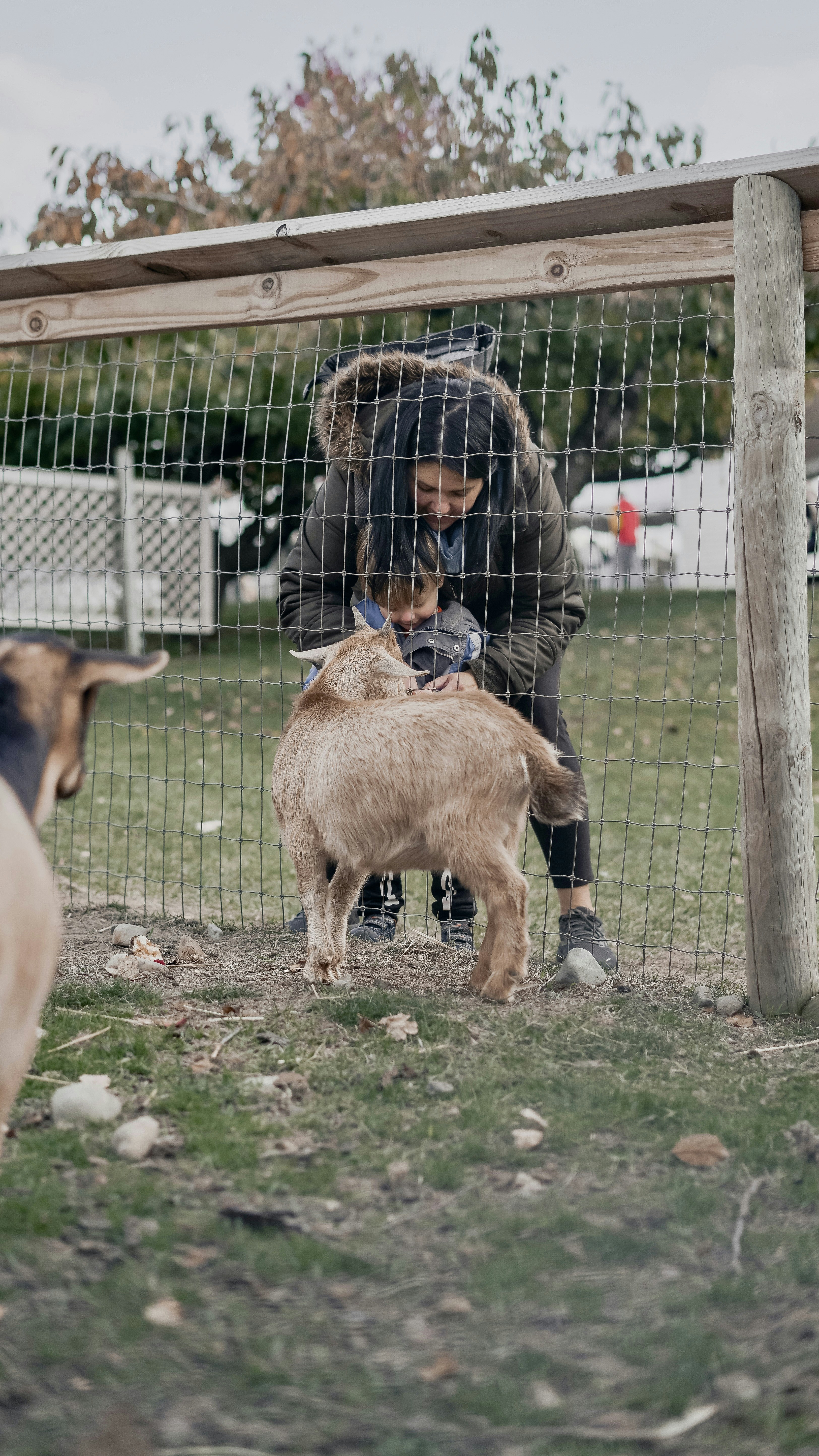 A woman interacts lovingly with a goat through a fence at a petting zoo, capturing a moment of connection. The scene is set in a grassy area with other animals nearby.