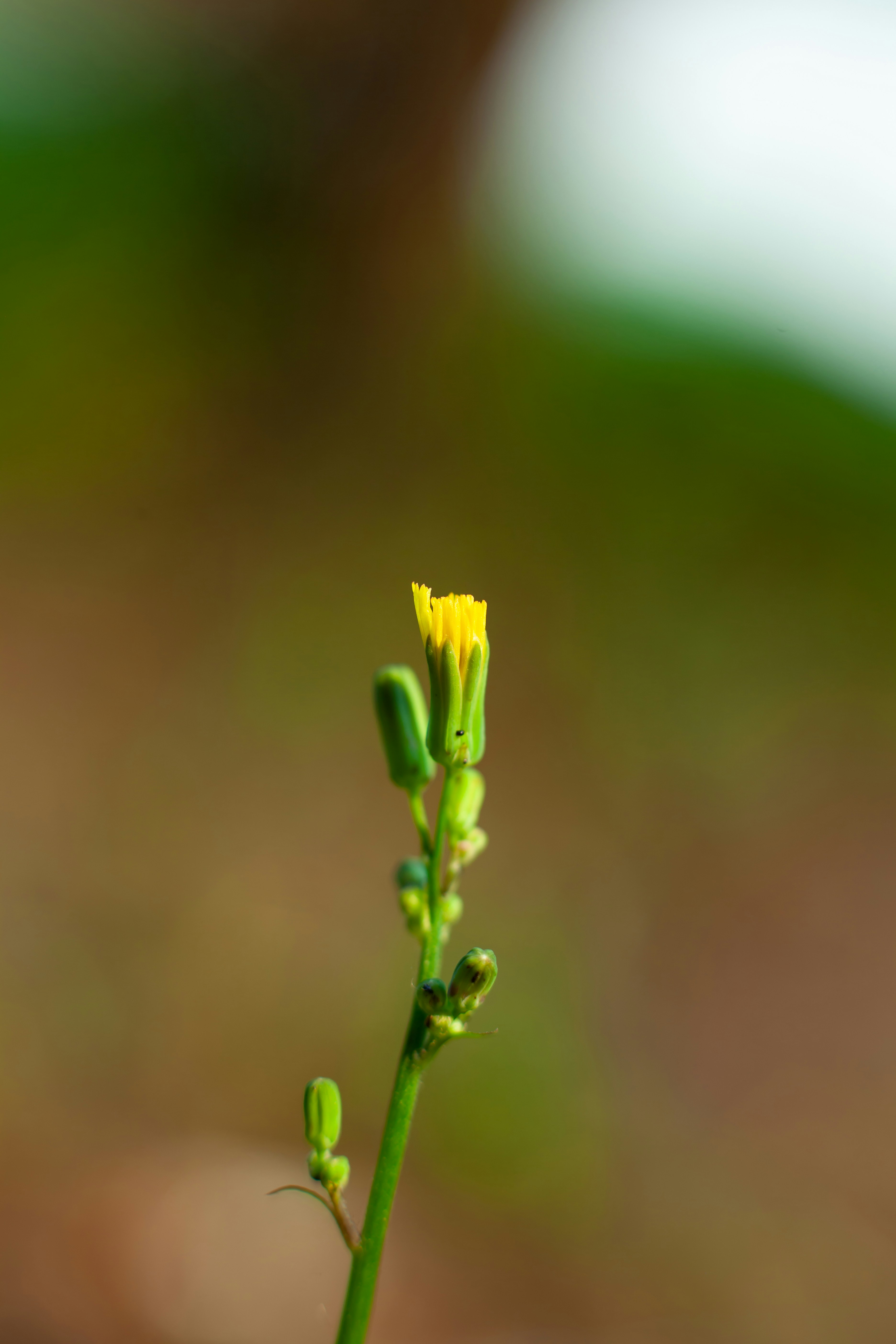 Photo by Ian Talmacs with Canon EOS 5D Mark II