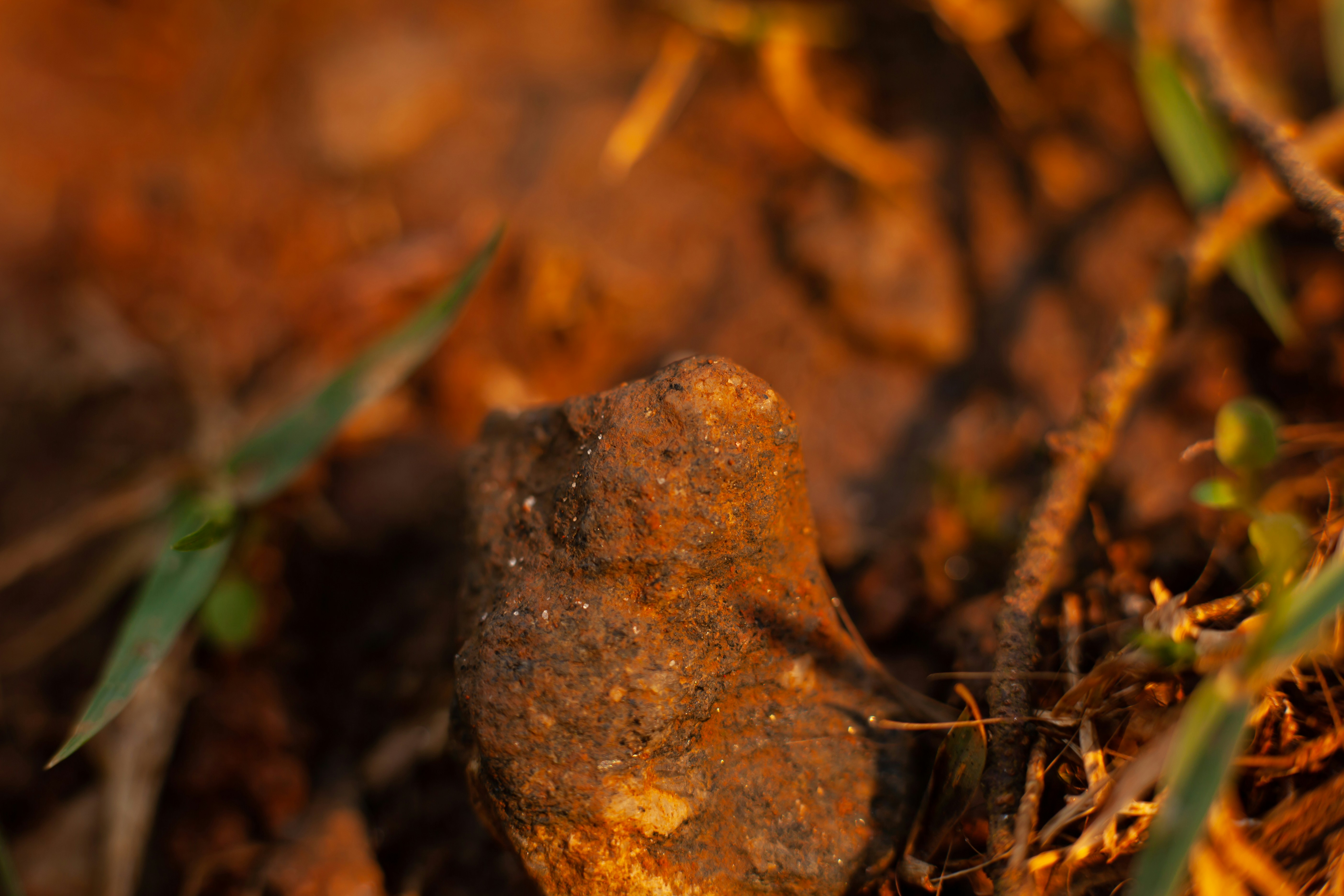 a rock in the woods