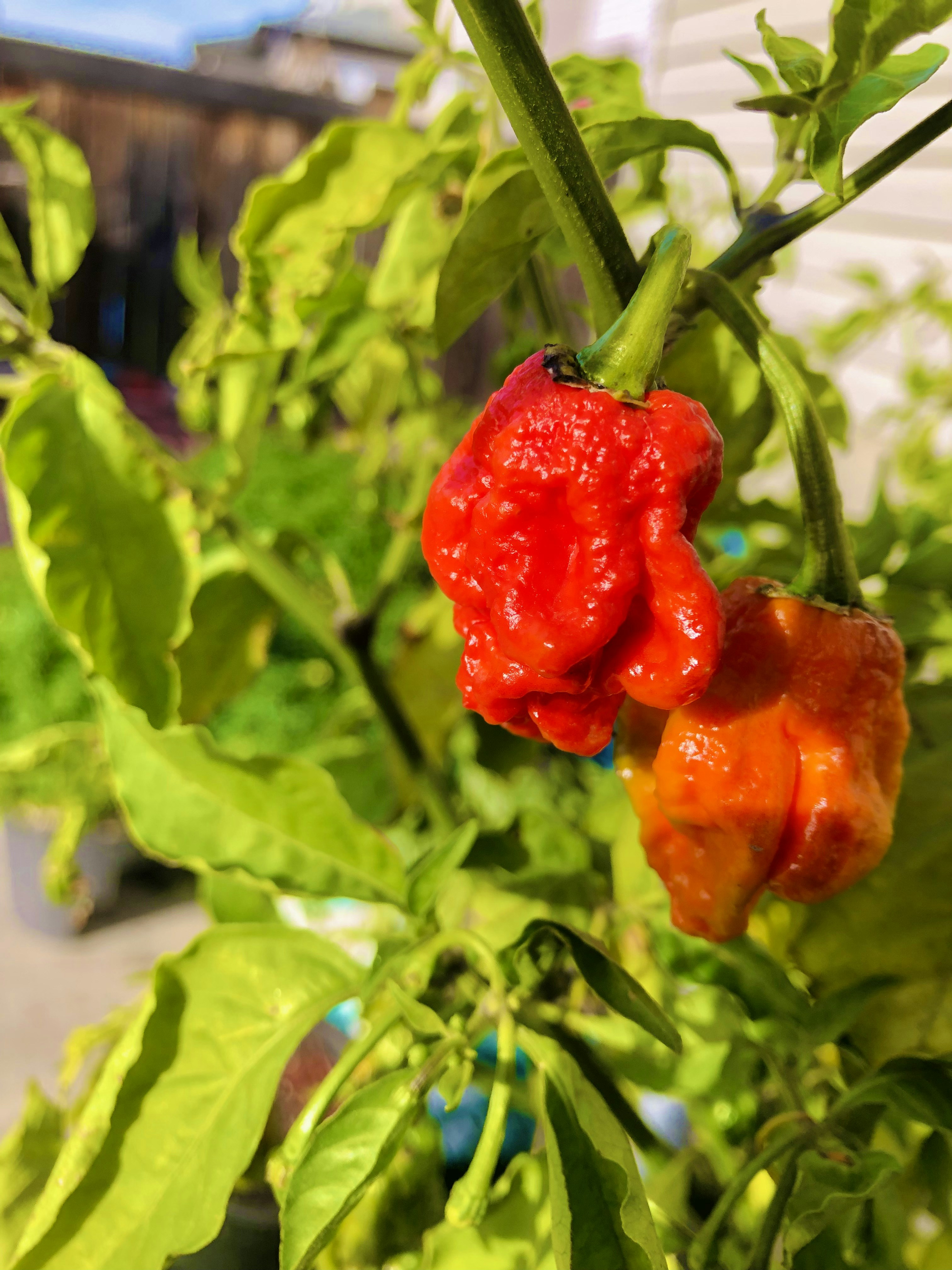 Fully ripened Carolina reaper! 🌶️🌶️🌶️