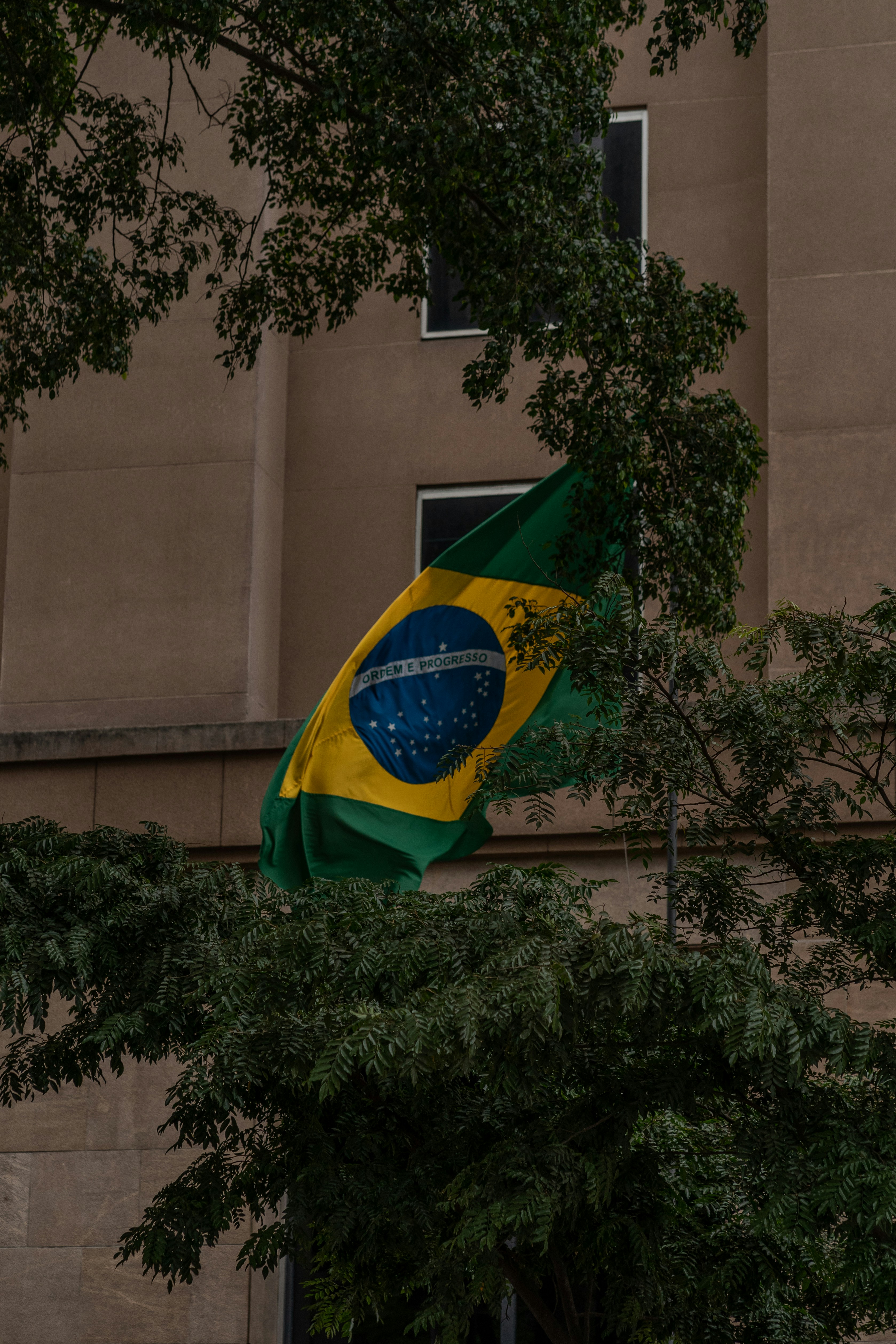a flag from a tree