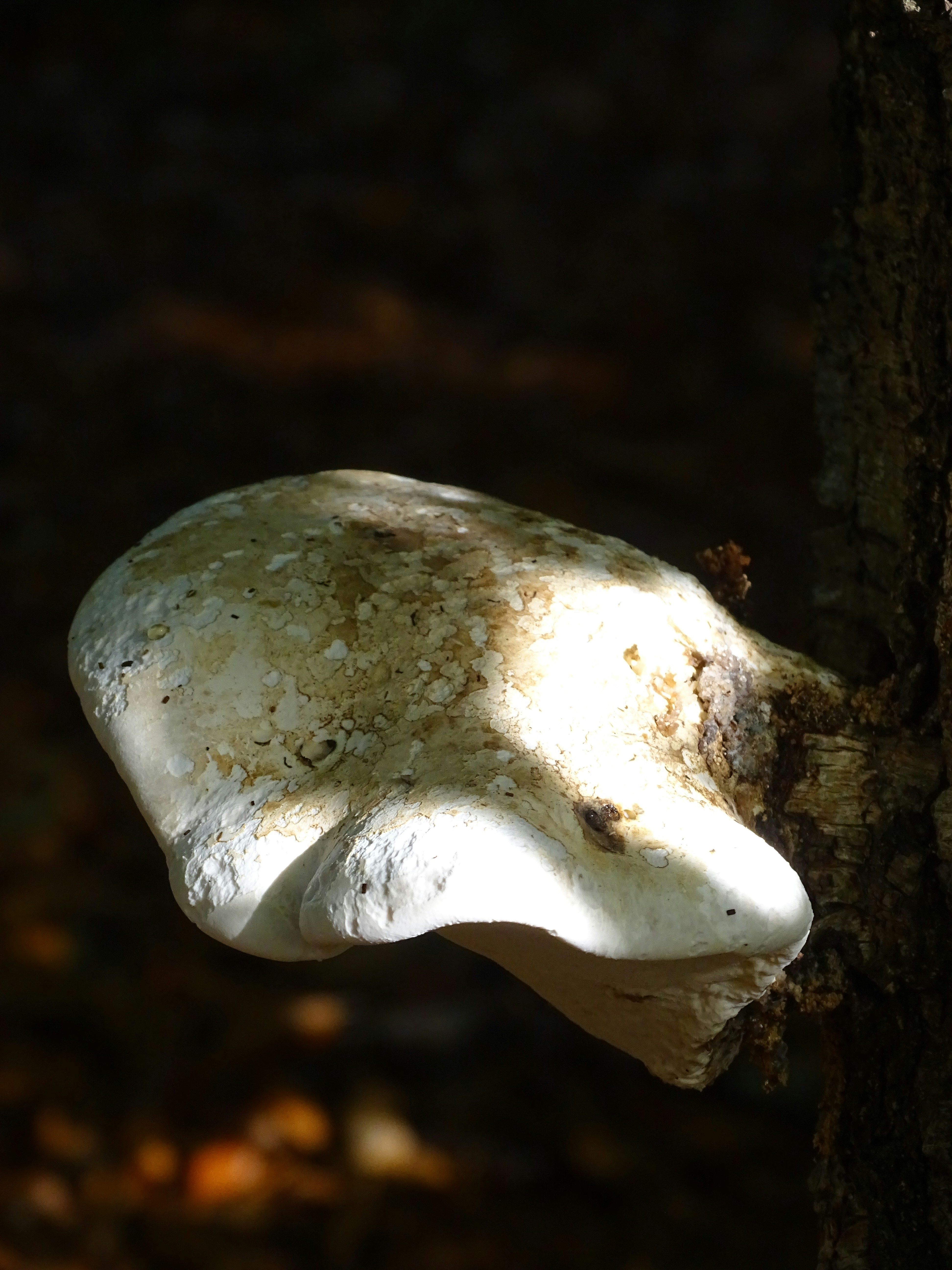 A large, white fungus clings to the side of a tree, illuminated by soft sunlight filtering through the forest. Its unique shape and texture stand out against the dark background.