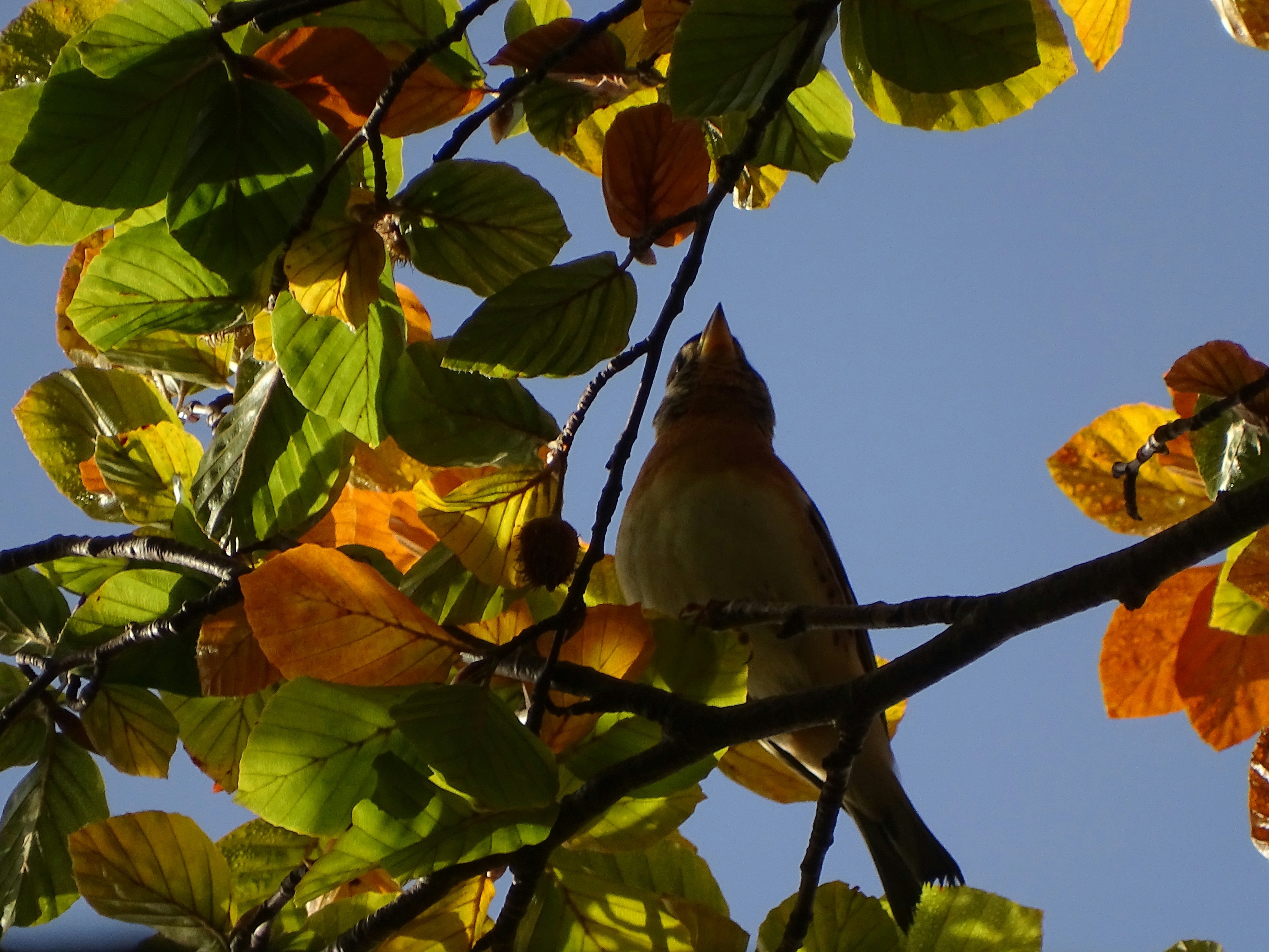 Sunlit Silhouette: A Small Bird Hushed Among Autumn Leaves