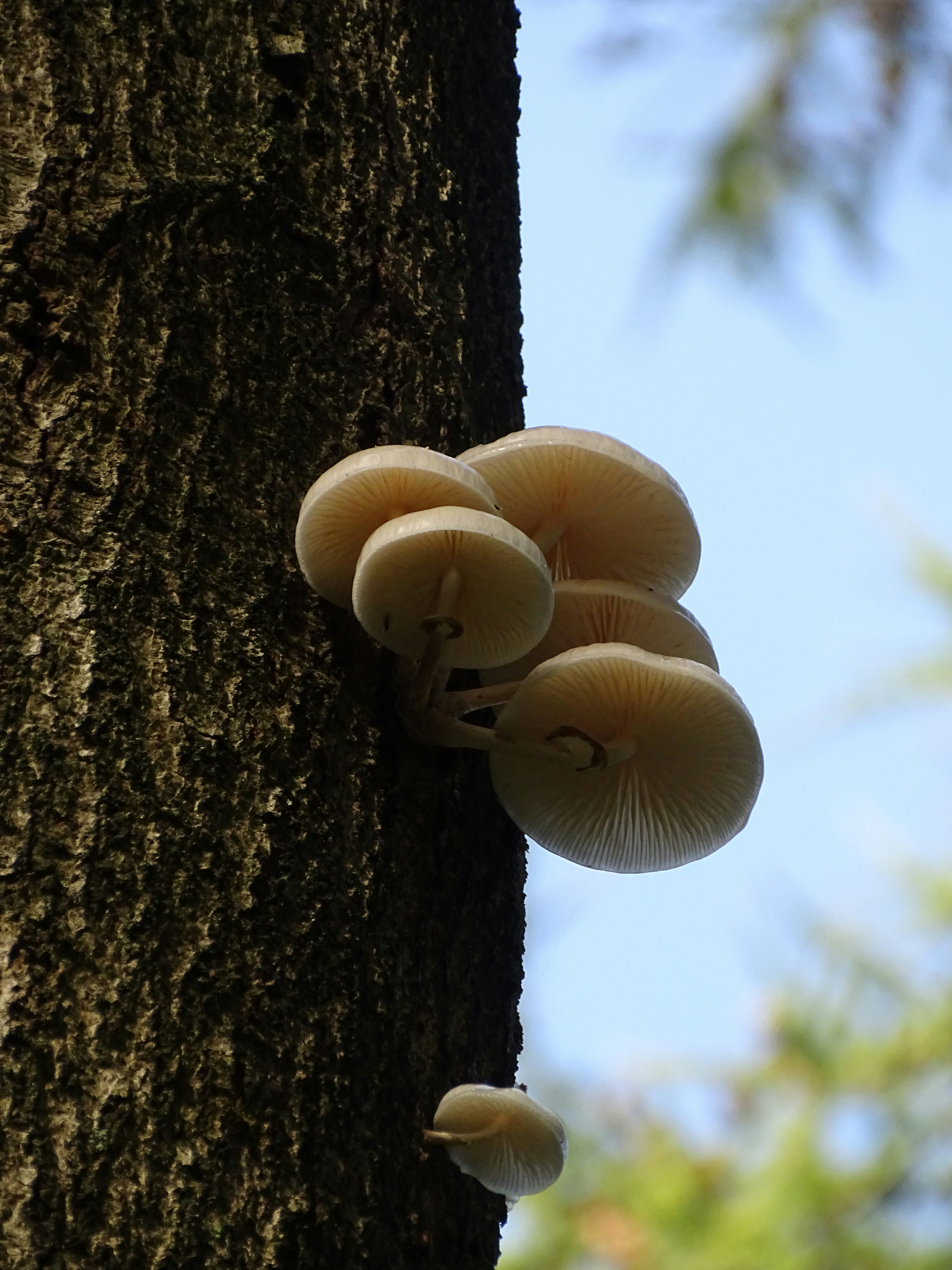 Mushroom Cluster Clinging to a Sunlit Trunk