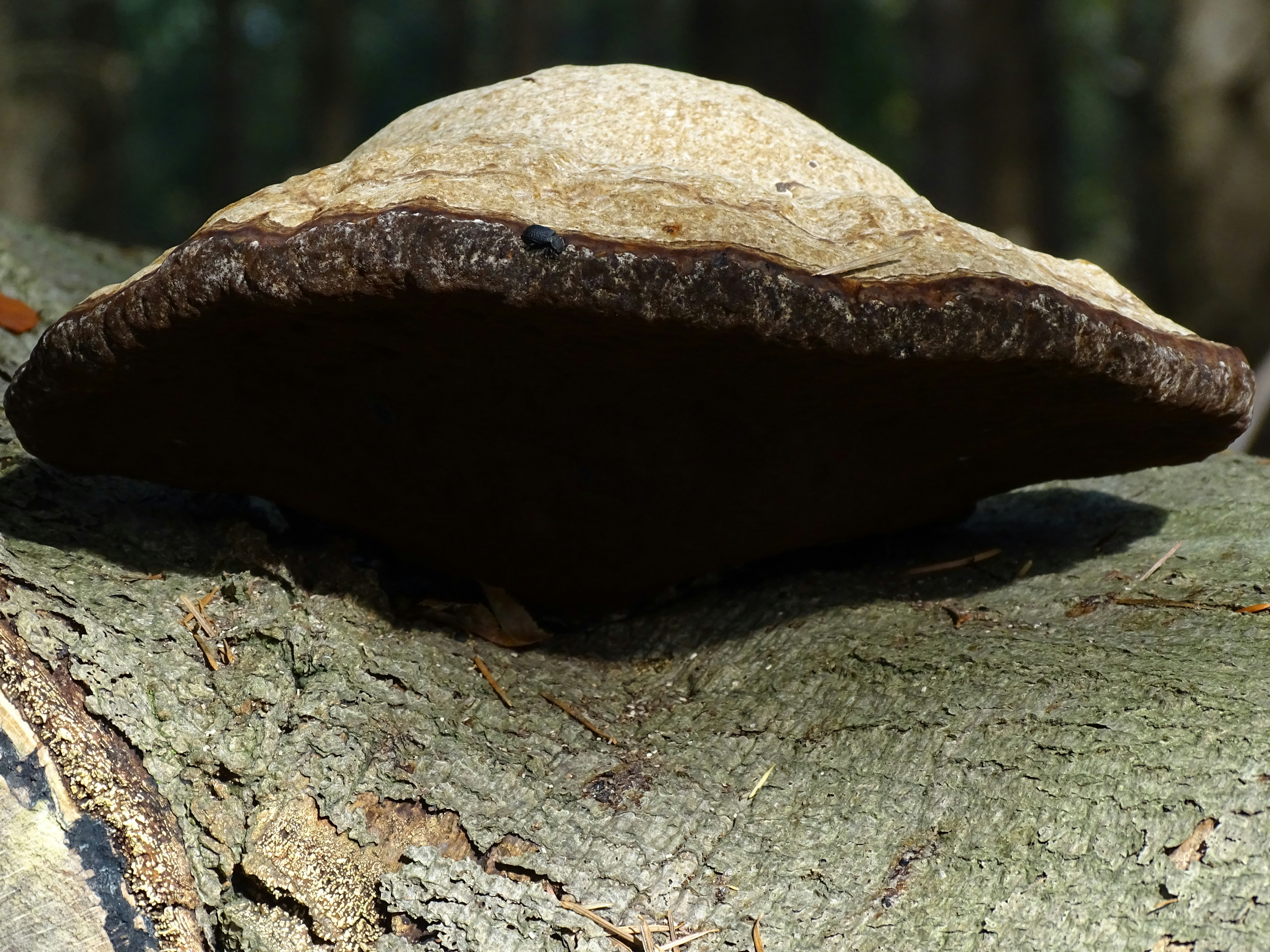 Nature's Umbrella: The Enigmatic Fungal Canopy