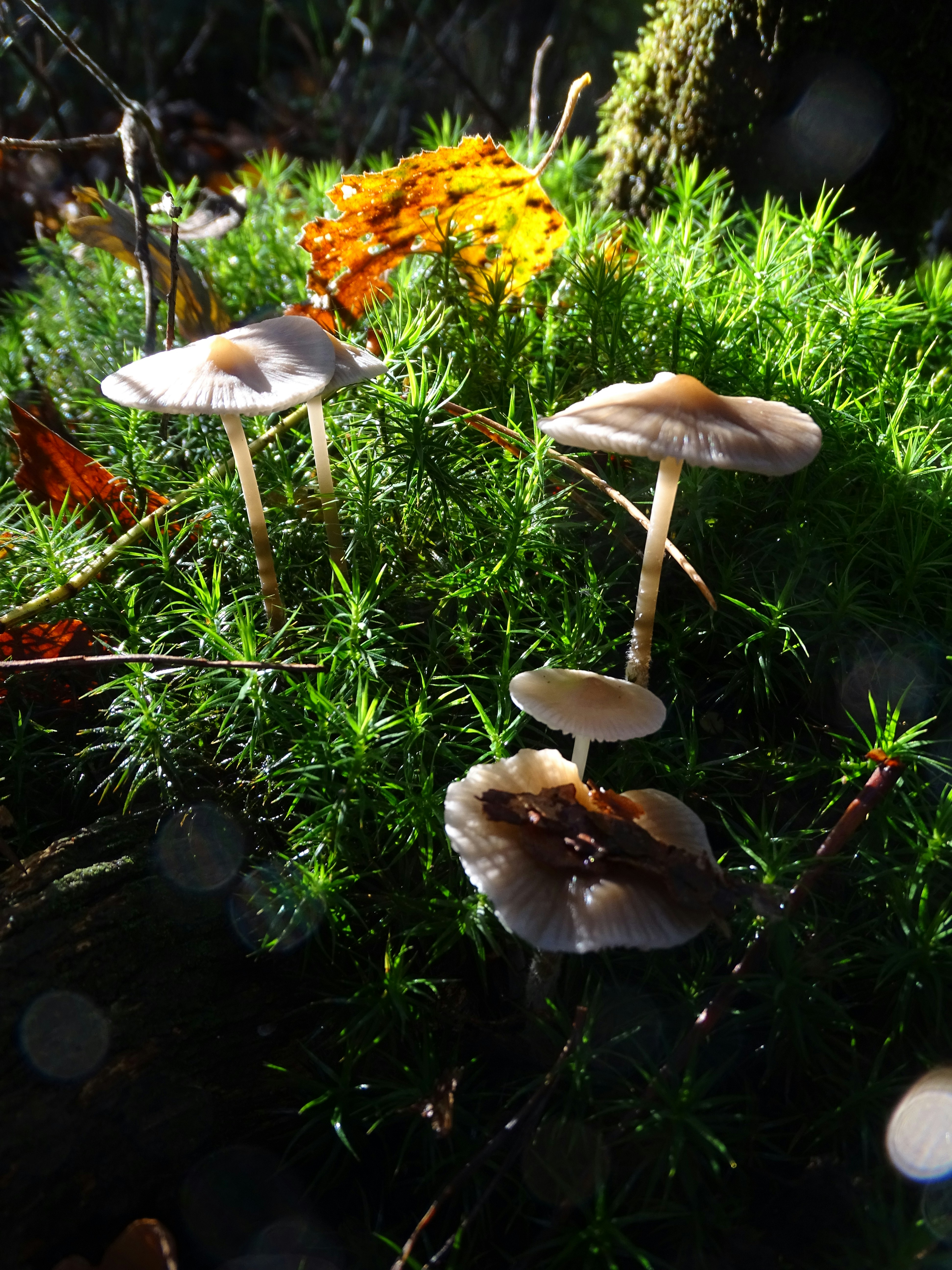 Whispers of the Forest Floor