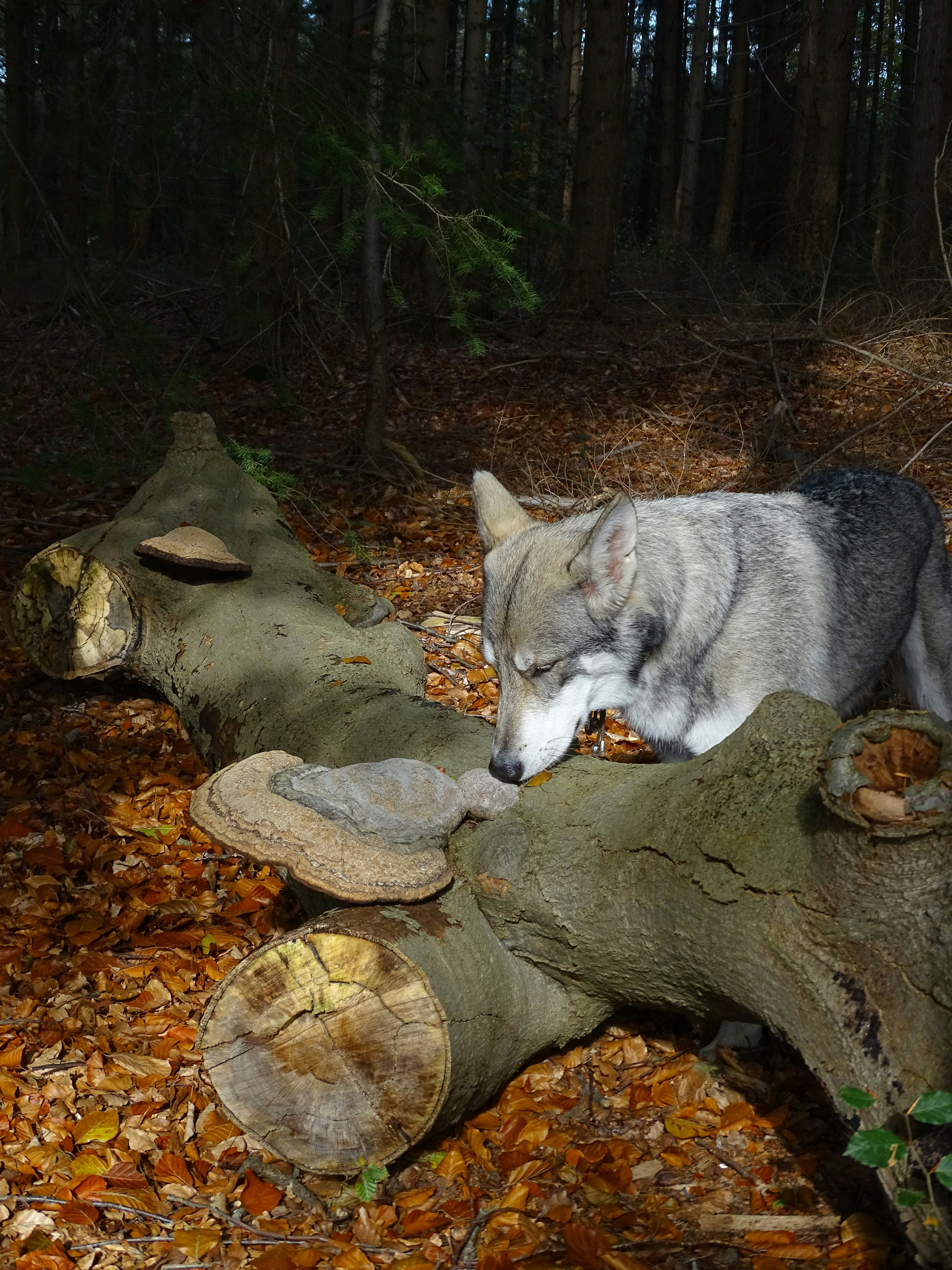 Foto Un lobo acostado sobre una pila de troncos – Imagen Perro gratis ...