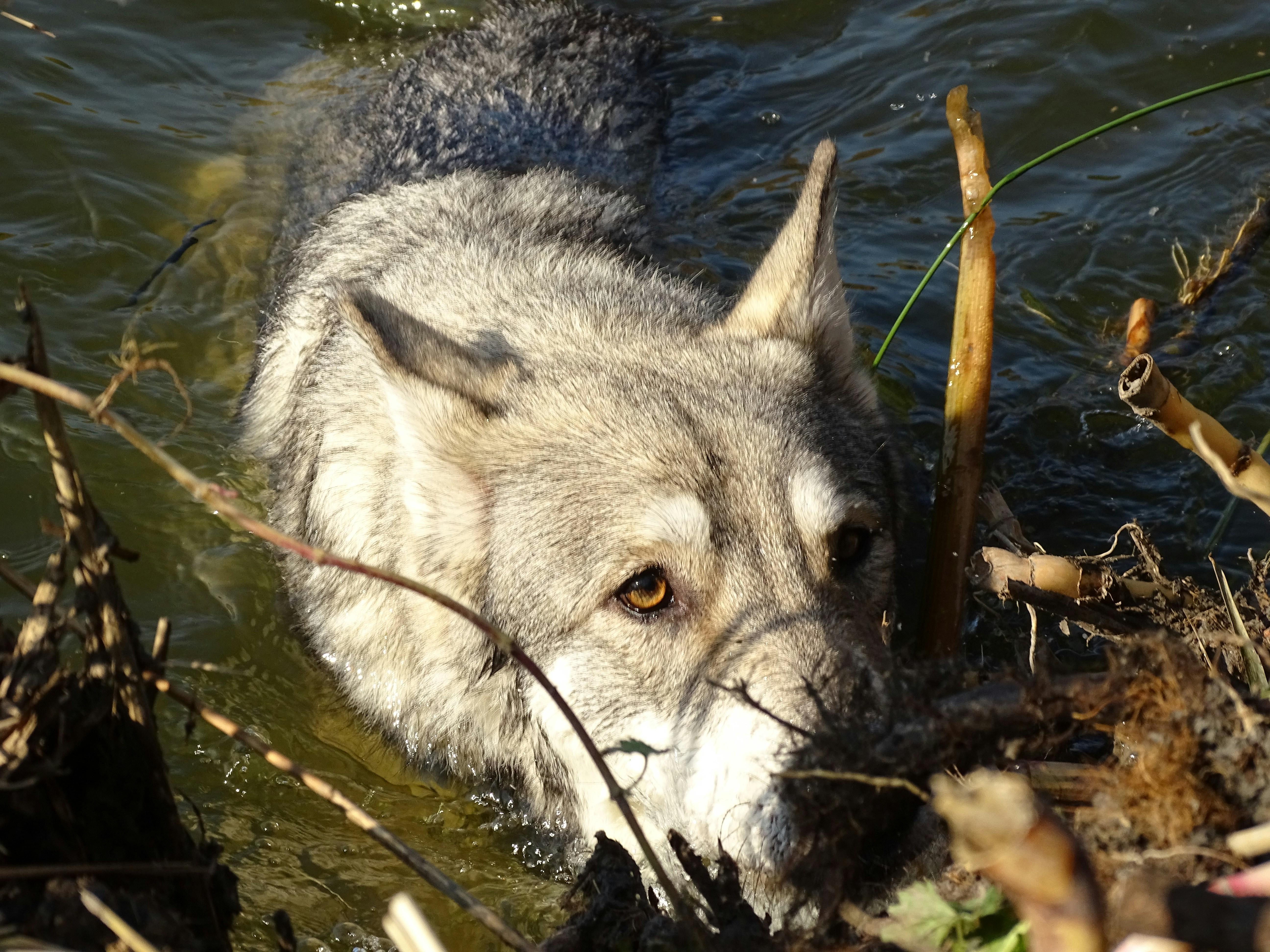 Foto Un mapache en el agua – Imagen Perro lobo gratis en Unsplash