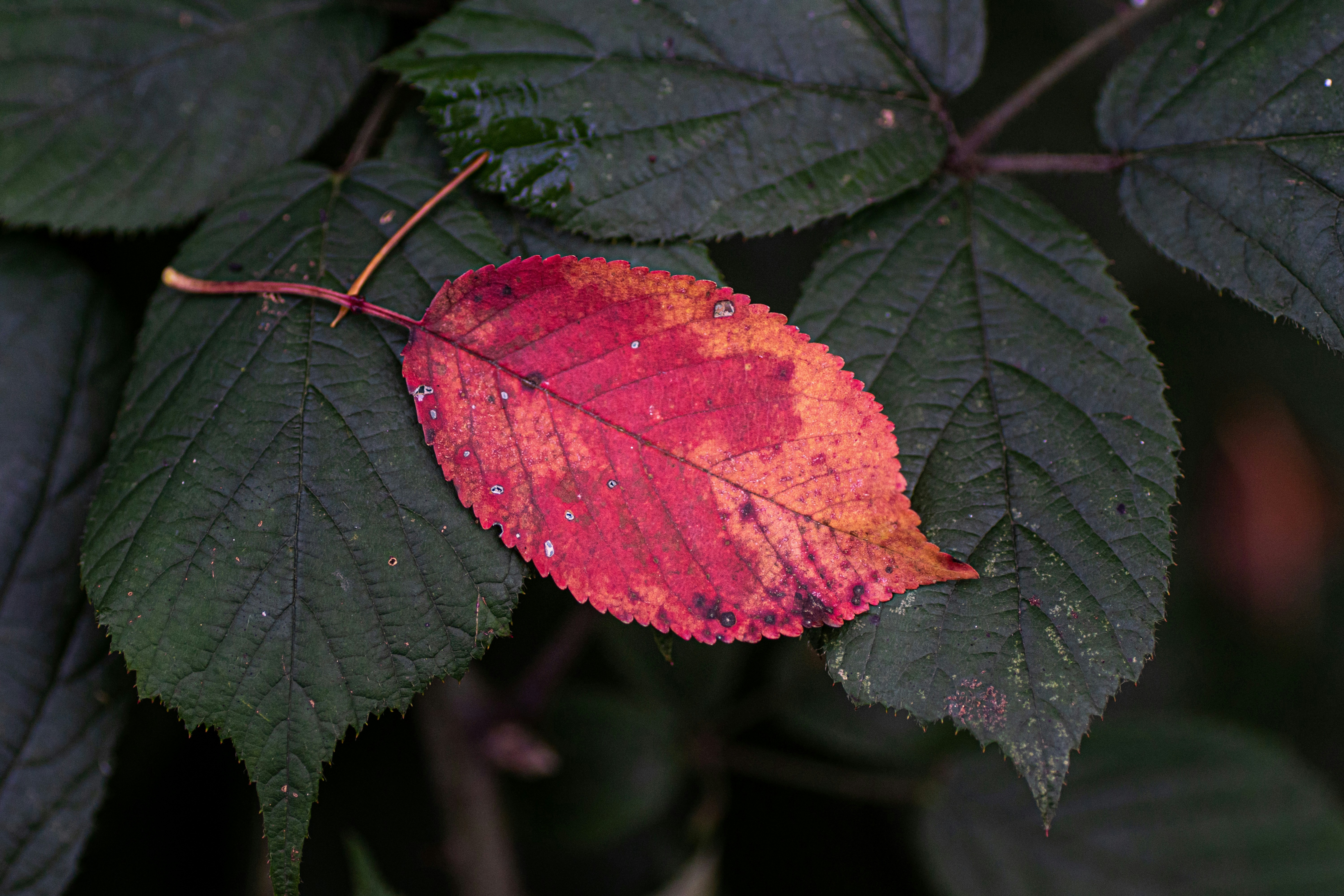 Vibrant red leaf resting atop dark green foliage, showcasing the transition of seasons.