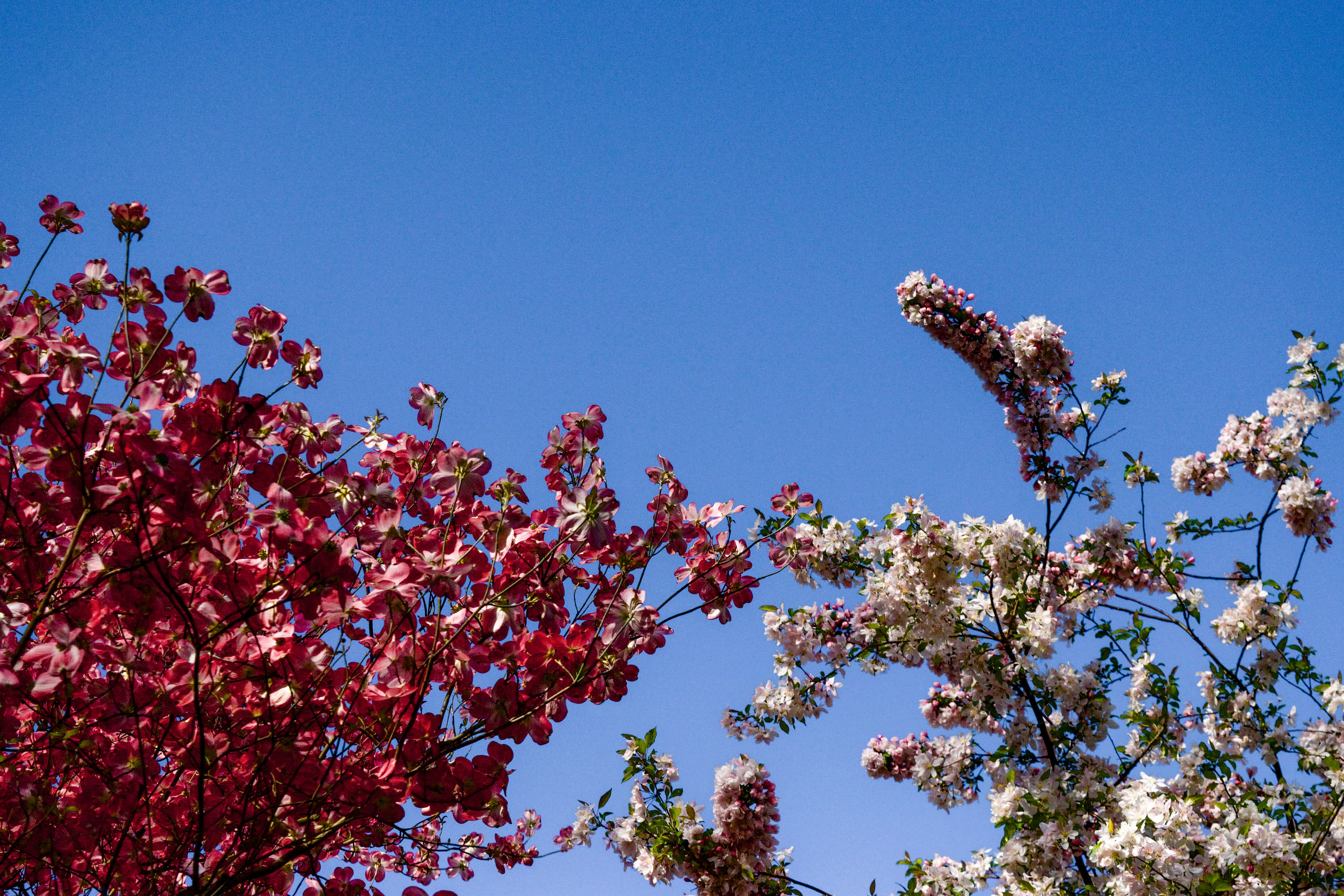 Crimson and Ivory Blossoms Framing a Brilliant Blue Sky