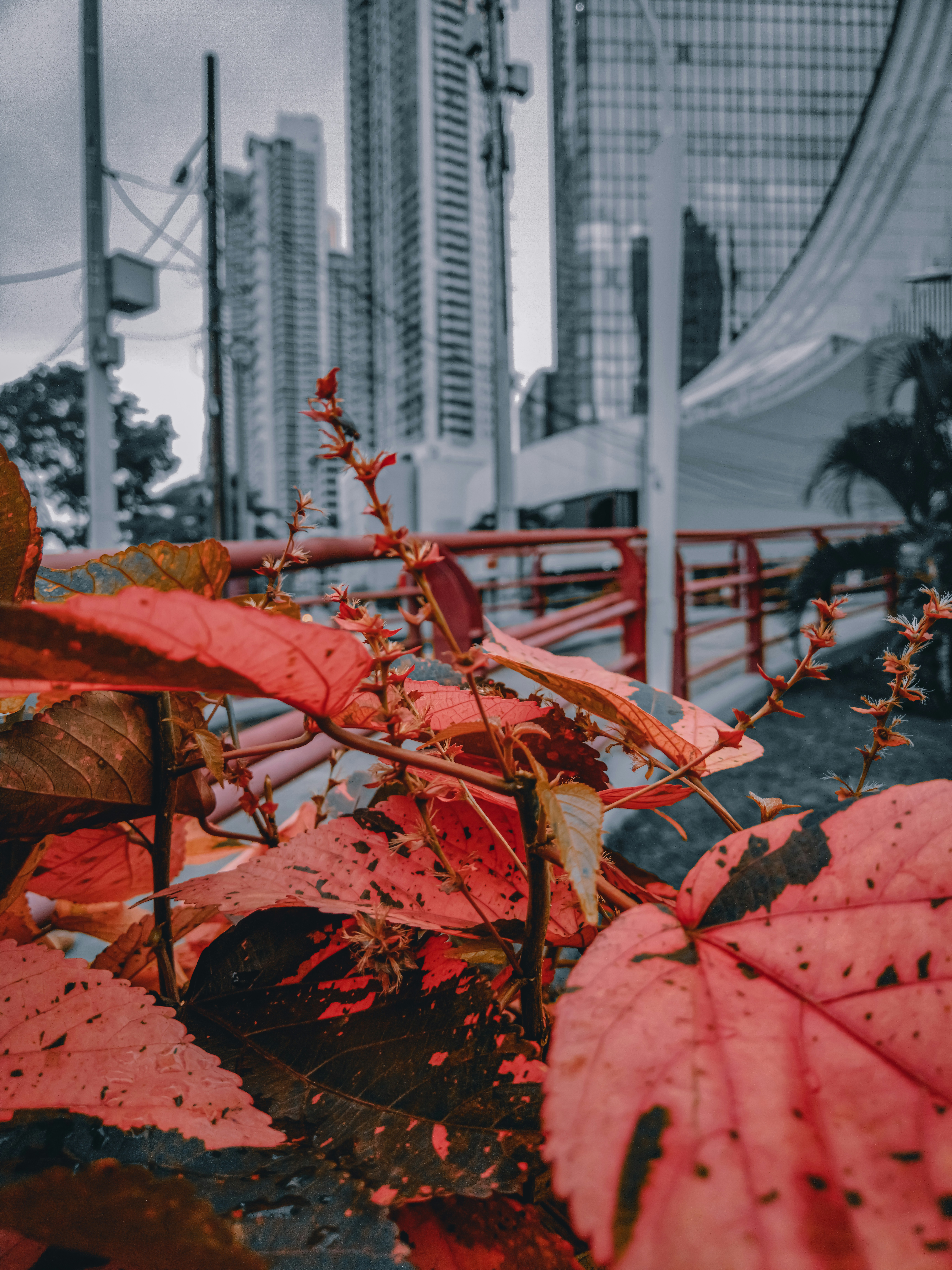 a bunch of red leaves on a treeOctavio Fossatti