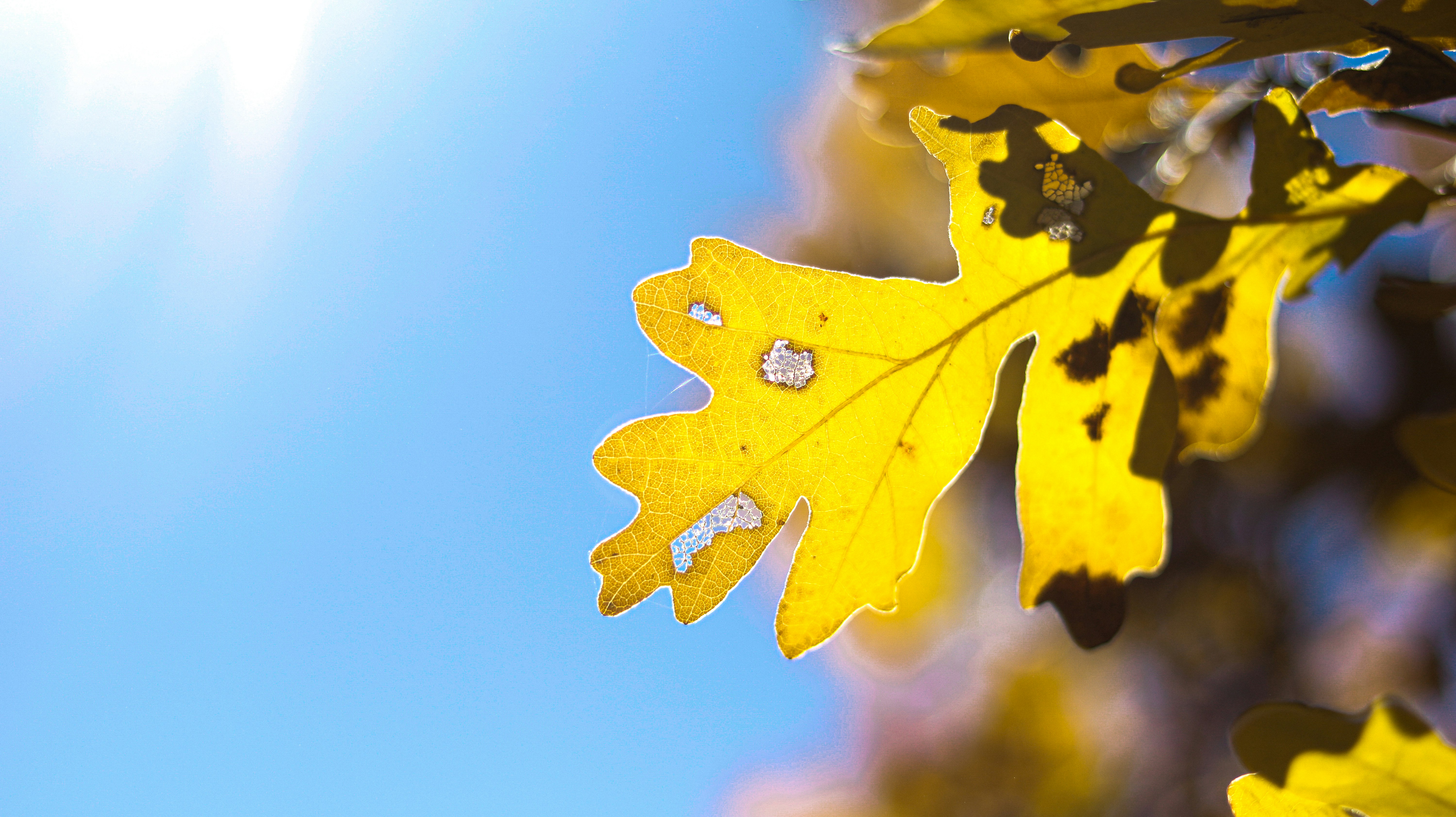 Sunlit Golden Oak Leaf Against a Cerulean Sky