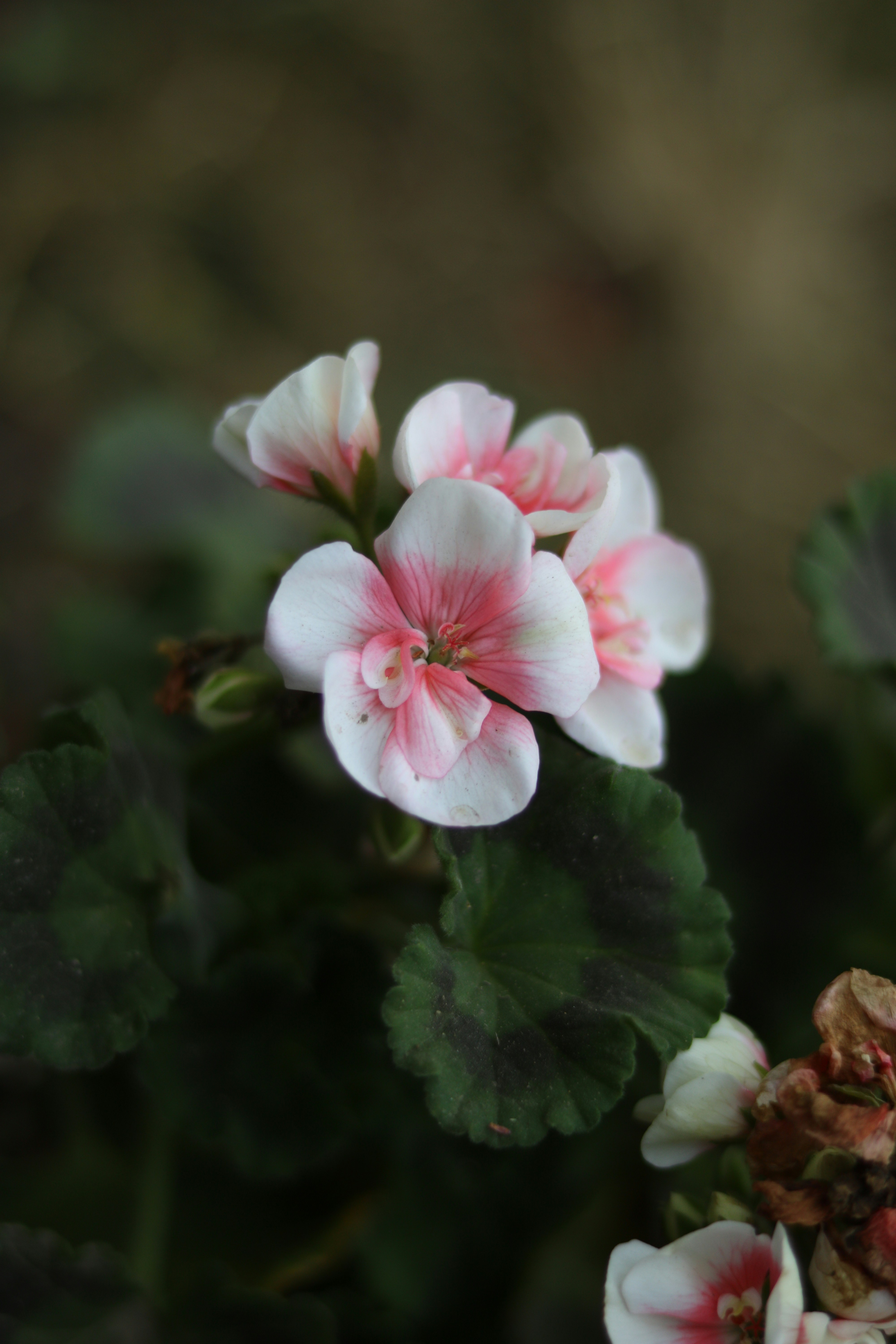Soft pink geraniums in a tranquil garden nook