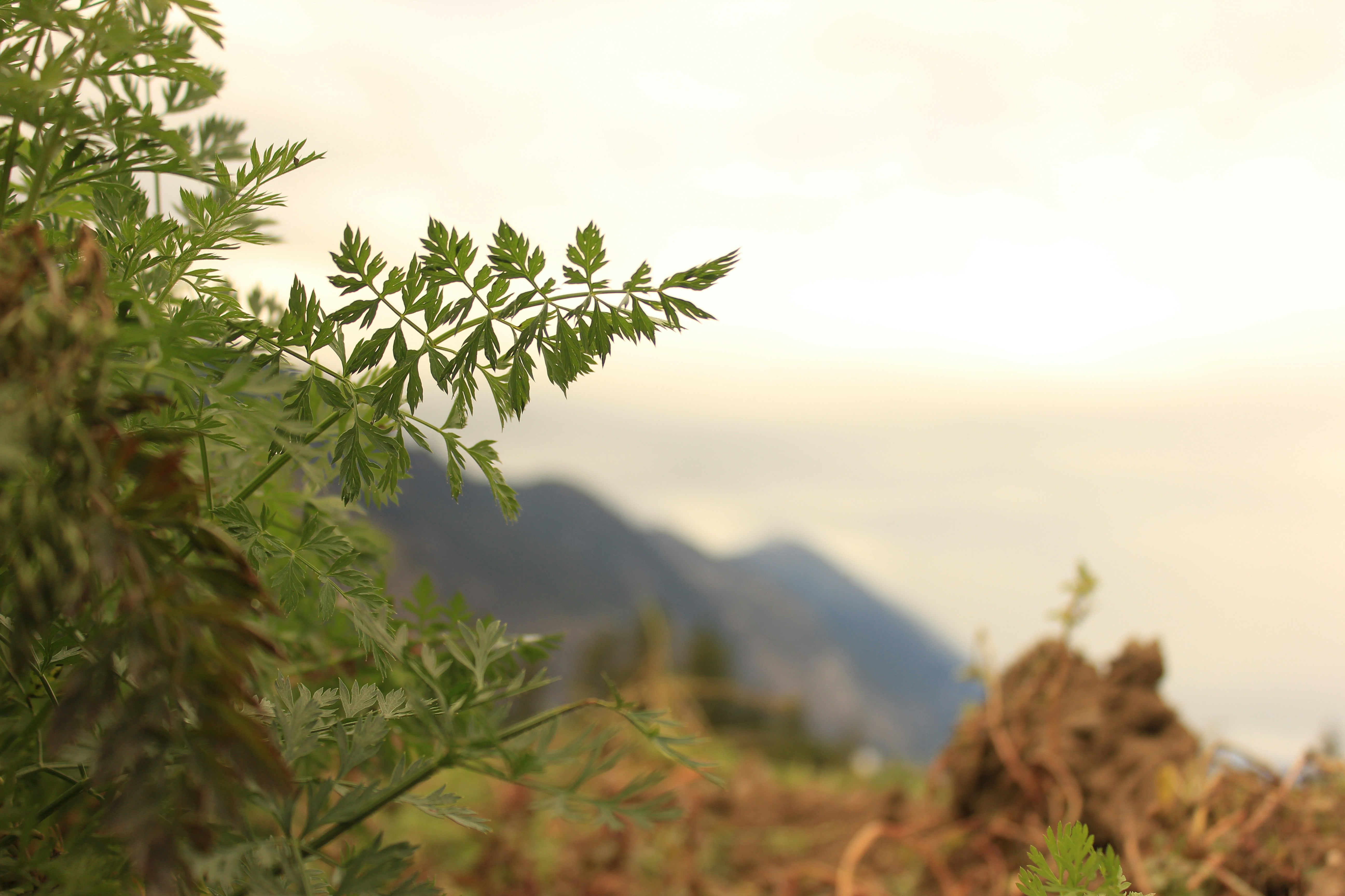 a tree branch with a mountain in the background